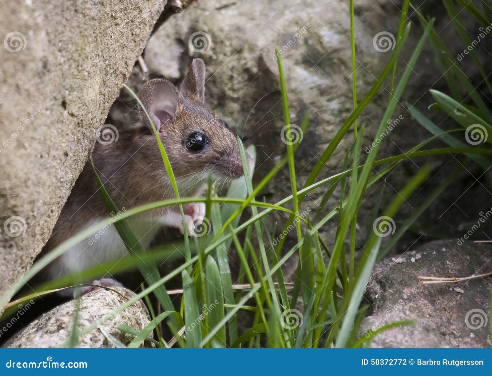 Garden mouse stock photo. Image of cute, wildlife, rodent - 50372772