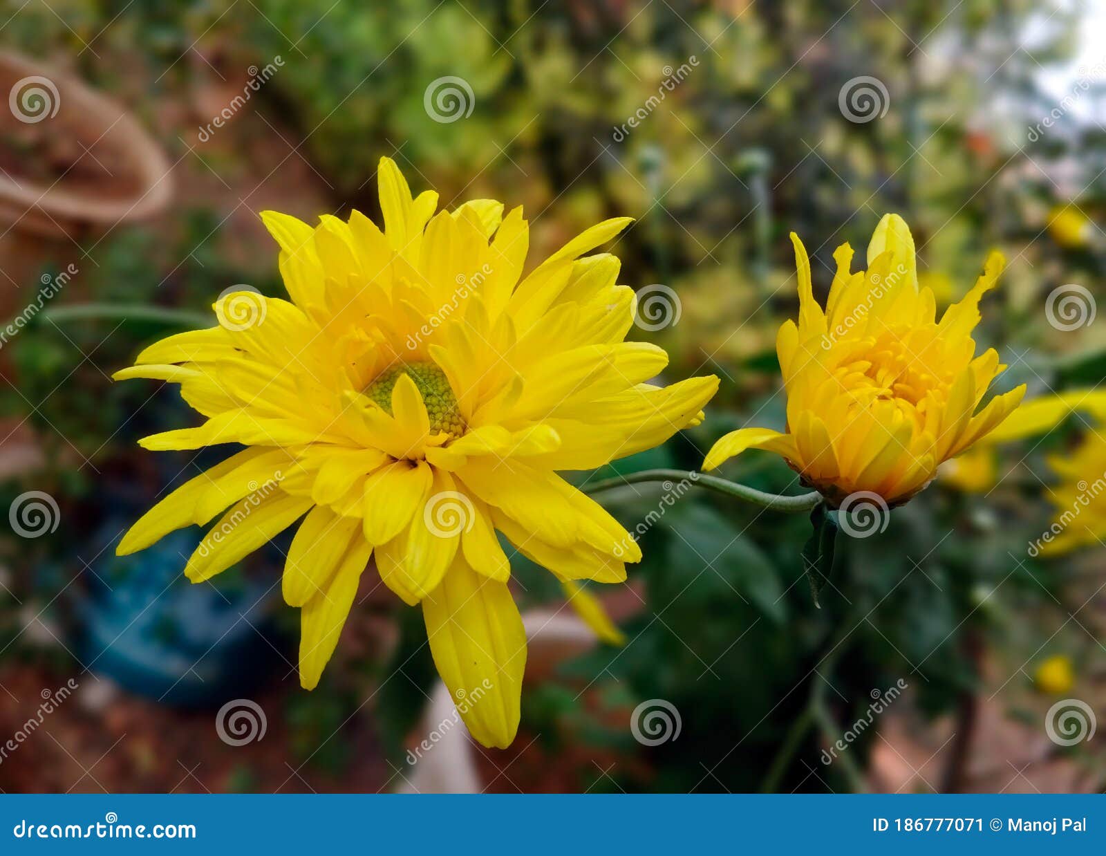 BEAUTIFUL YELLOW GARDEN MUMS Stock Image - Image of color, bloom: 186777071