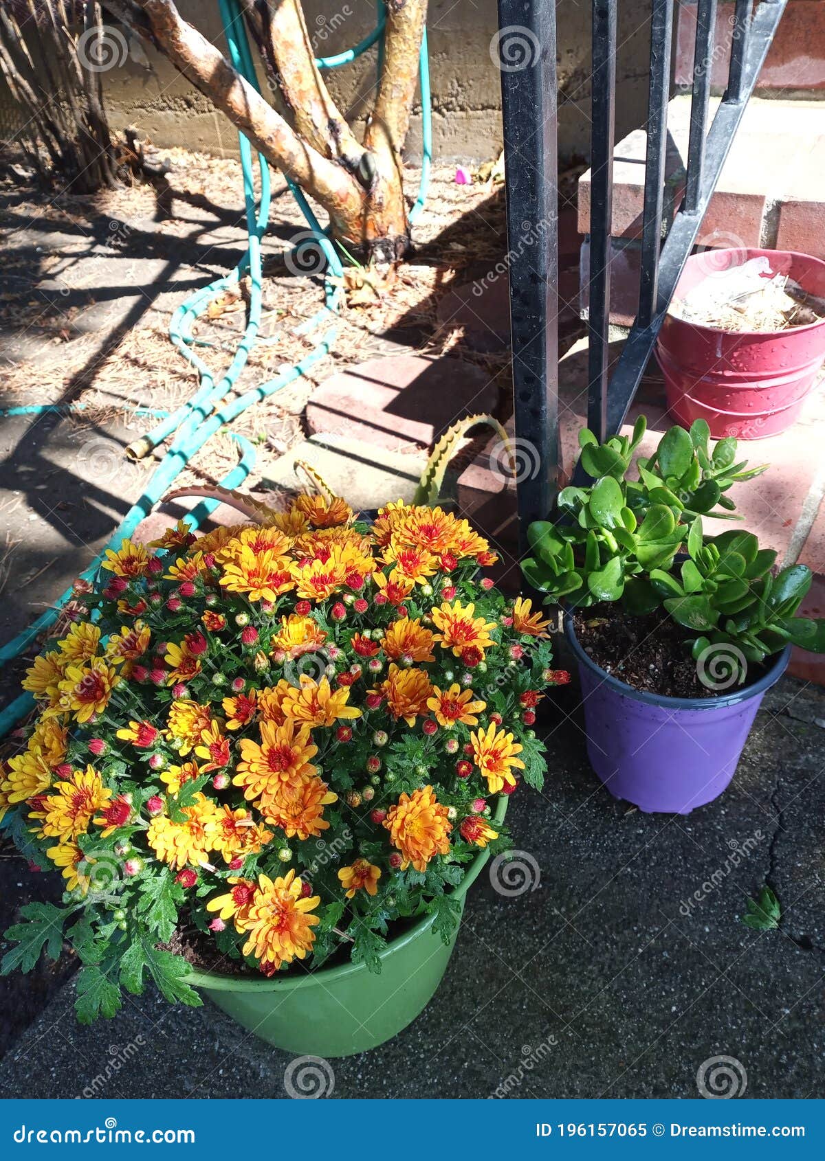 Garden mums in sun stock image. Image of shrub, mums - 196157065