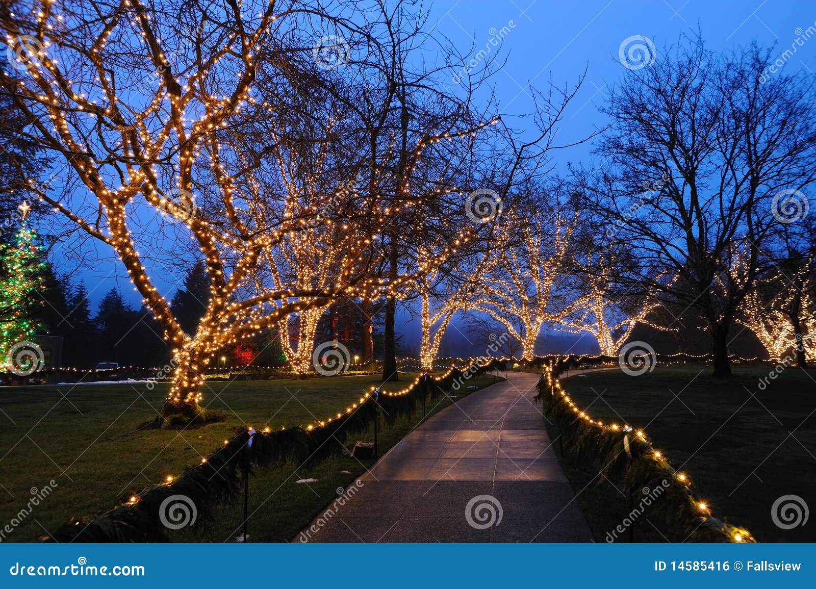 Garden night stock photo. Image of landscape, light, shrub - 14585416