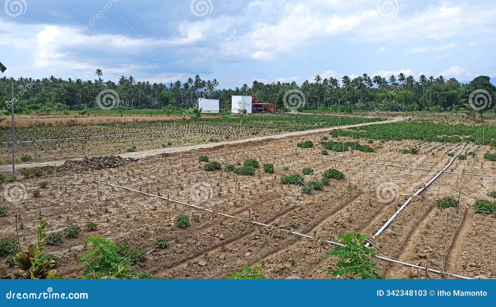 Garden Nilam Potato Baground View Stock Image - Image of nilam, potato ...