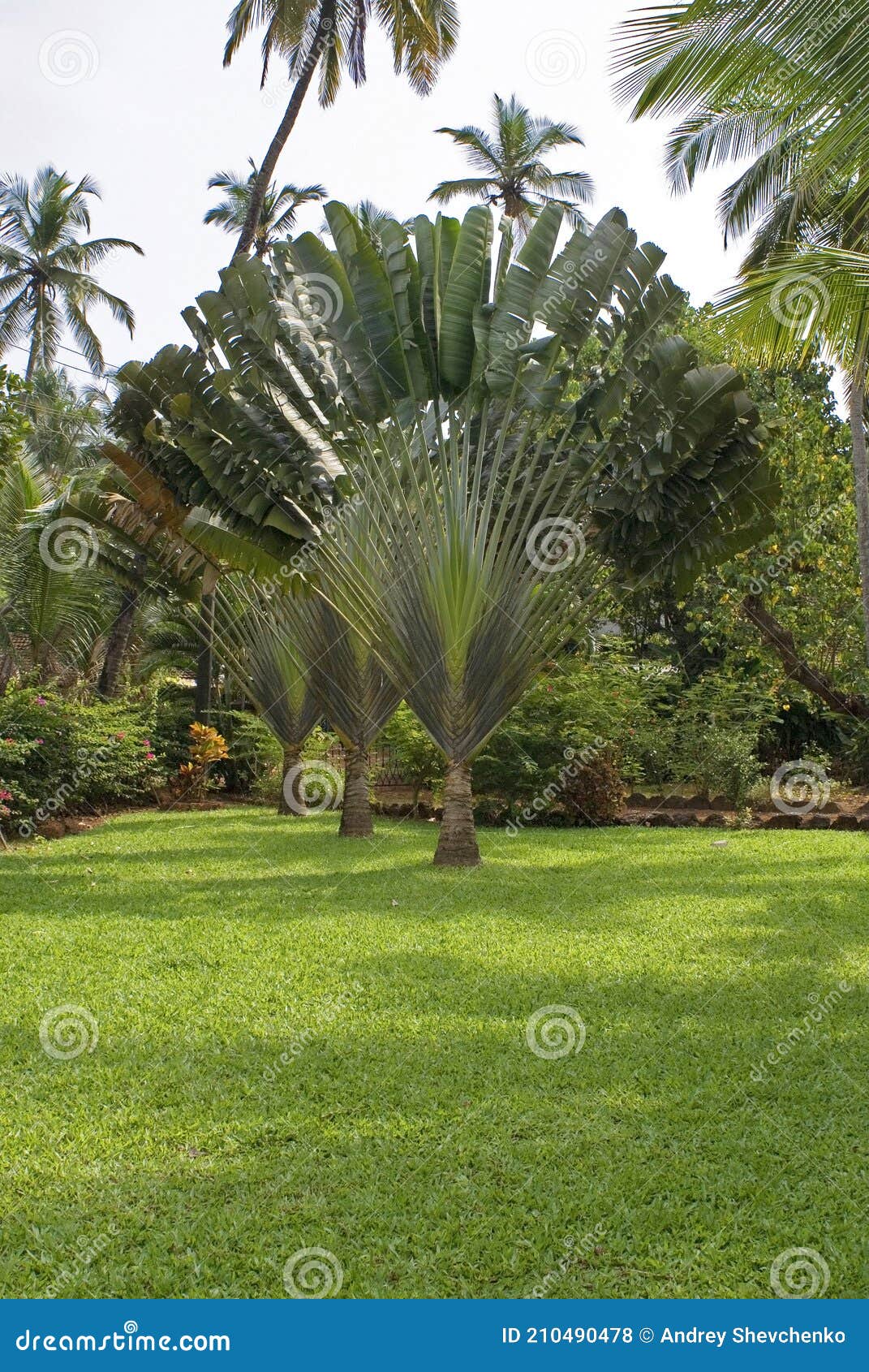Garden in North Goa. Goa State Stock Photo - Image of scenery, india ...