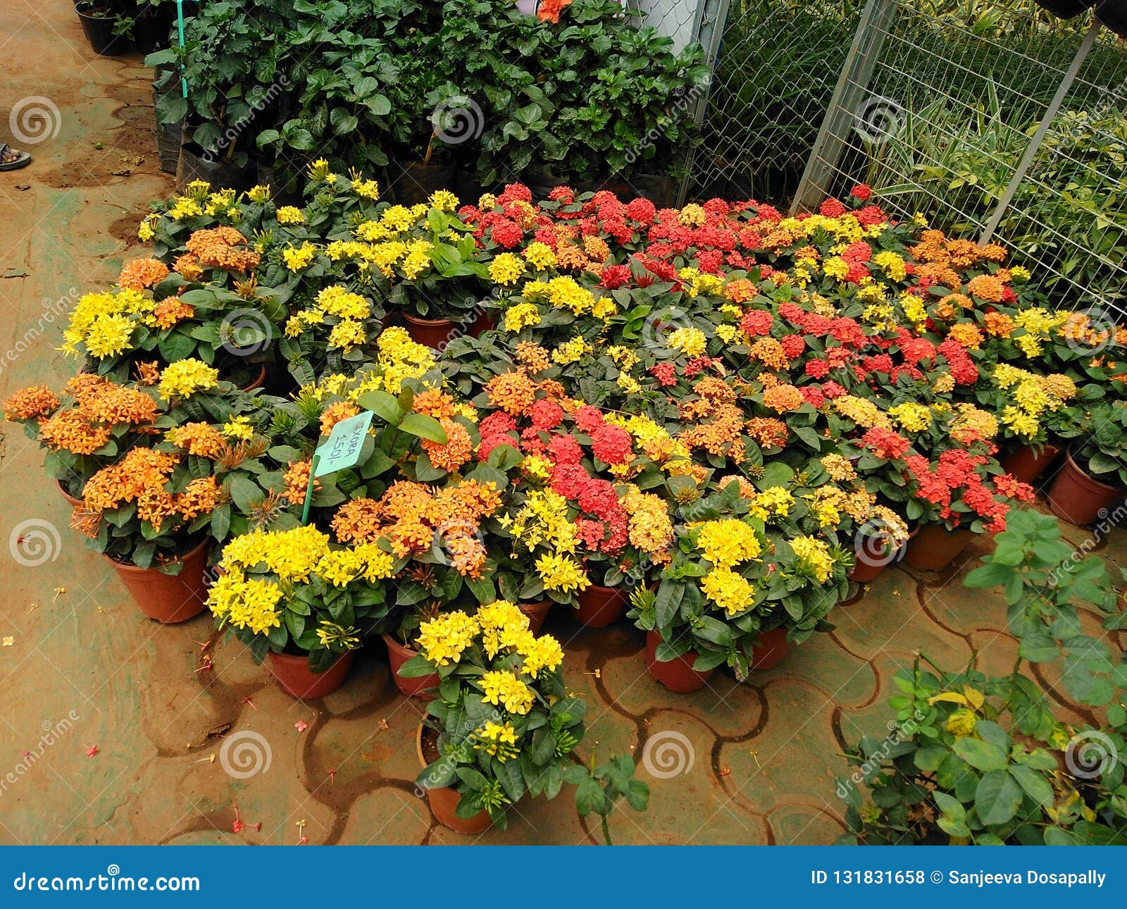 Garden stock photo. Image of nursery, decoration, showcase - 131831658