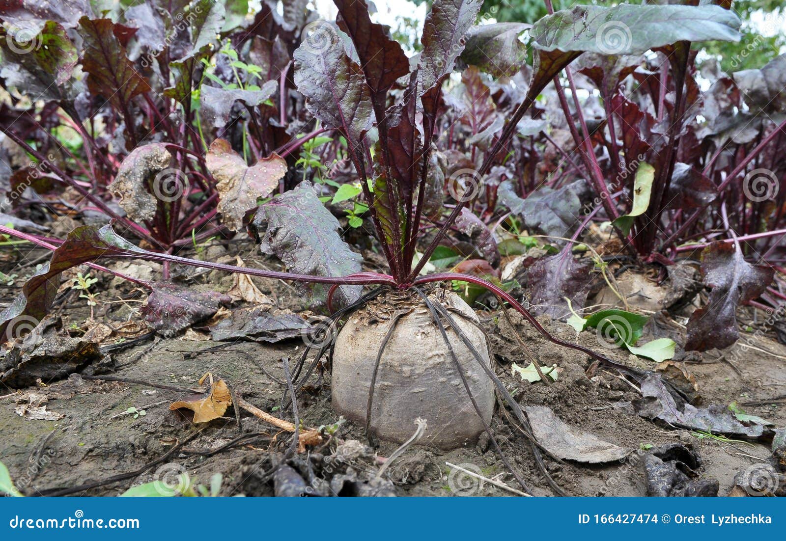 In the Open Ground Grows Beetroot Stock Photo - Image of ground, leaves ...