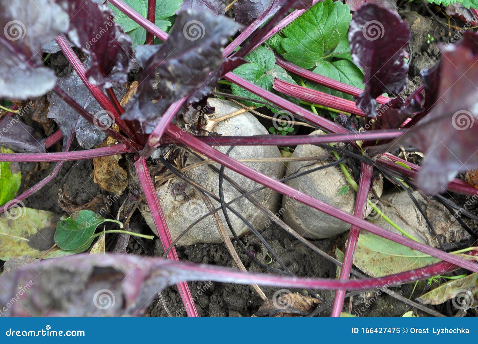 In the Open Ground Grows Beetroot Stock Image - Image of beetroot ...