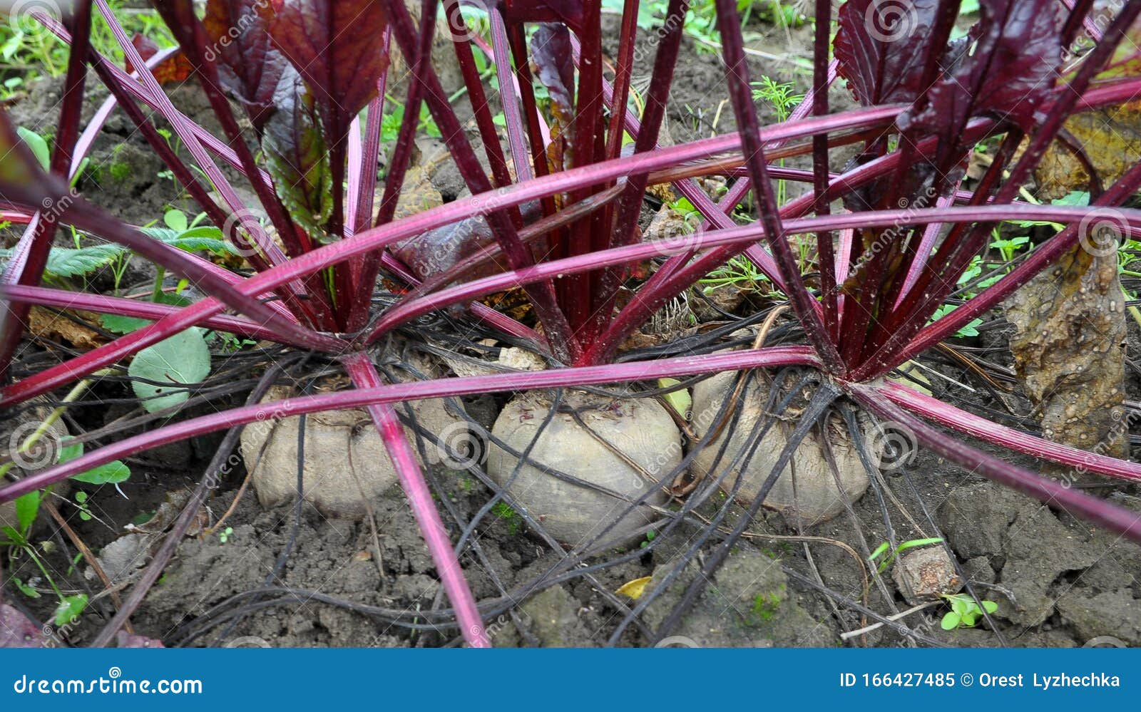 In the Open Ground Grows Beetroot Stock Image - Image of fresh, beets ...