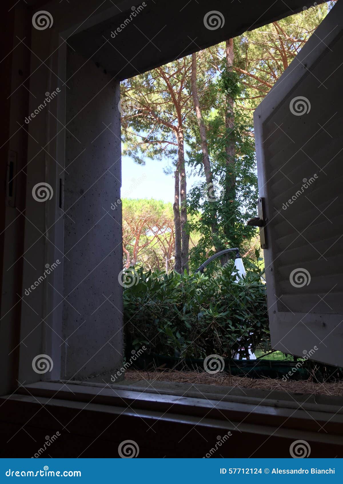 Garden through open window stock photo. Image of bush - 57712124