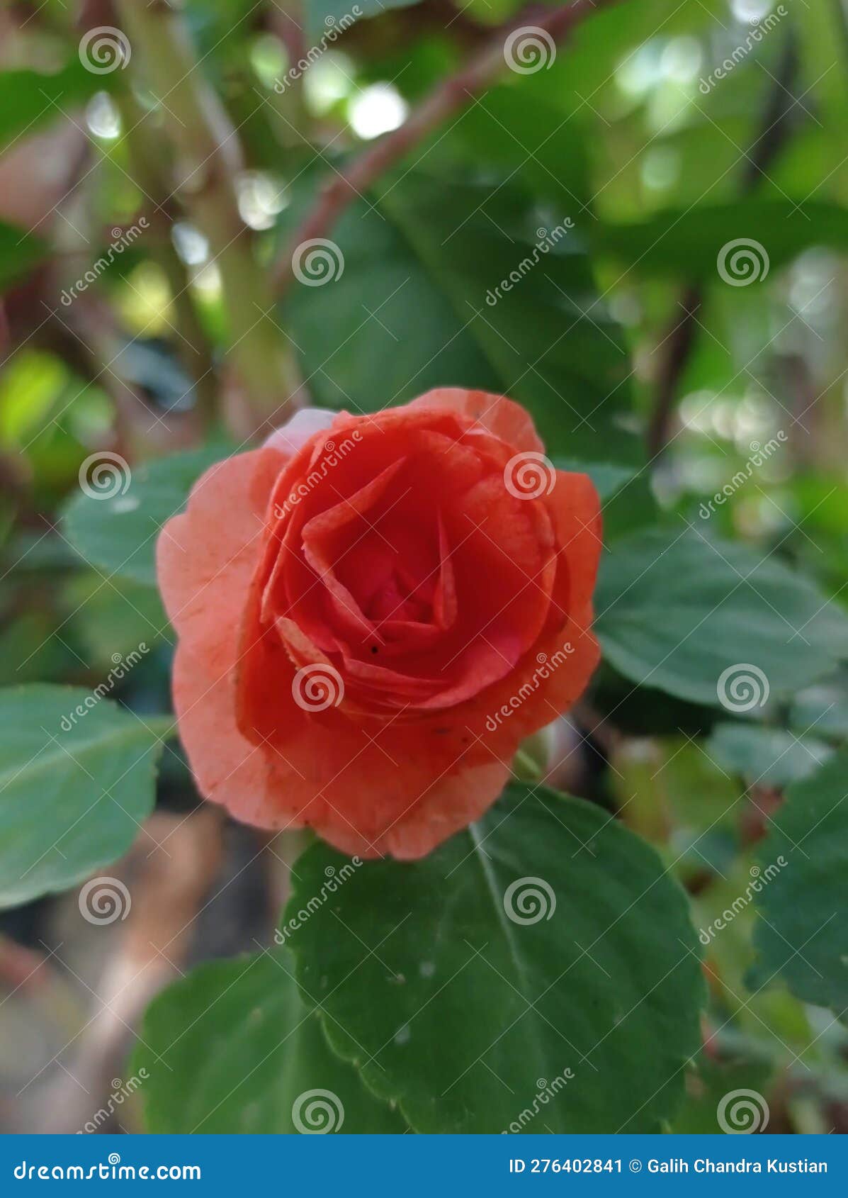 Garden Orange flower bloom stock image. Image of green - 276402841