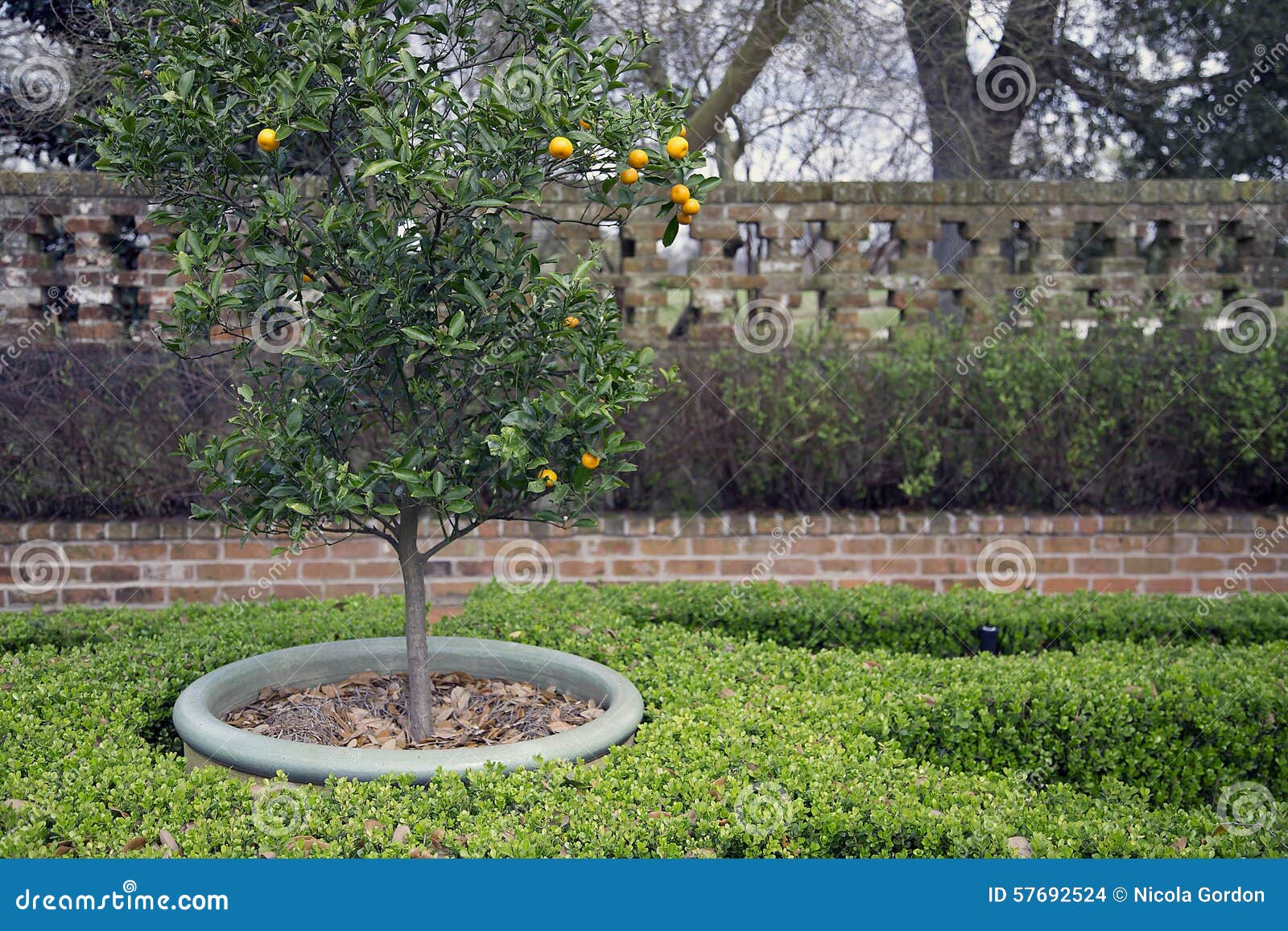 Garden with orange tree stock photo. Image of tree, nature - 57692524