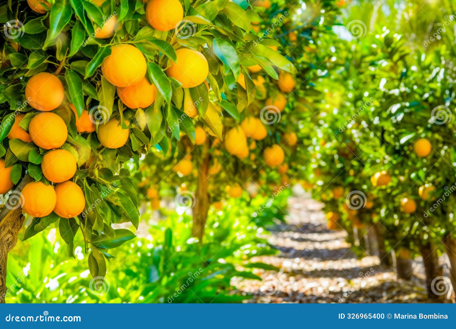 Garden Orange Trees with Juicy Oranges Stock Illustration ...