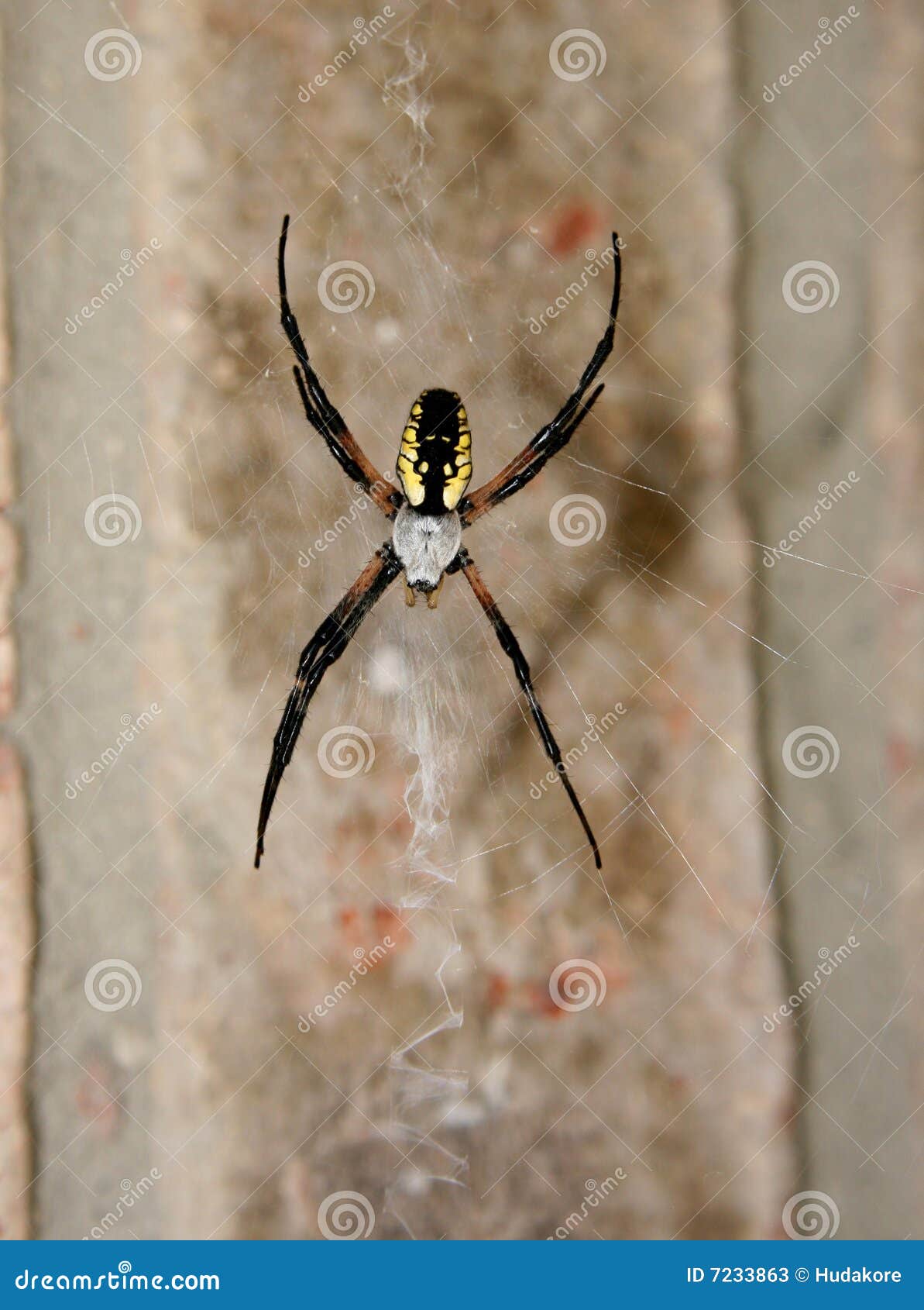 Garden Orb Spider stock image. Image of spooky, macro - 7233863