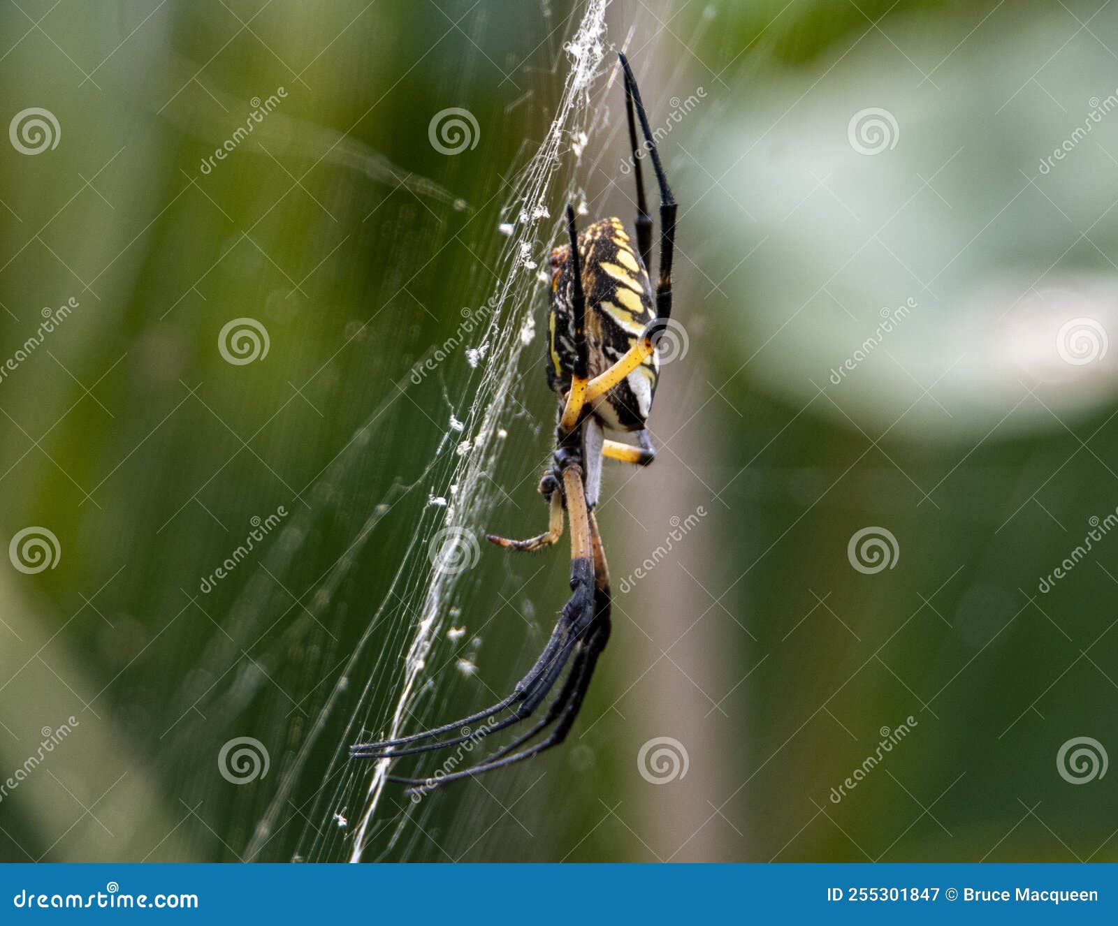 Garden Orb Spider stock image. Image of insect, garden - 255301847
