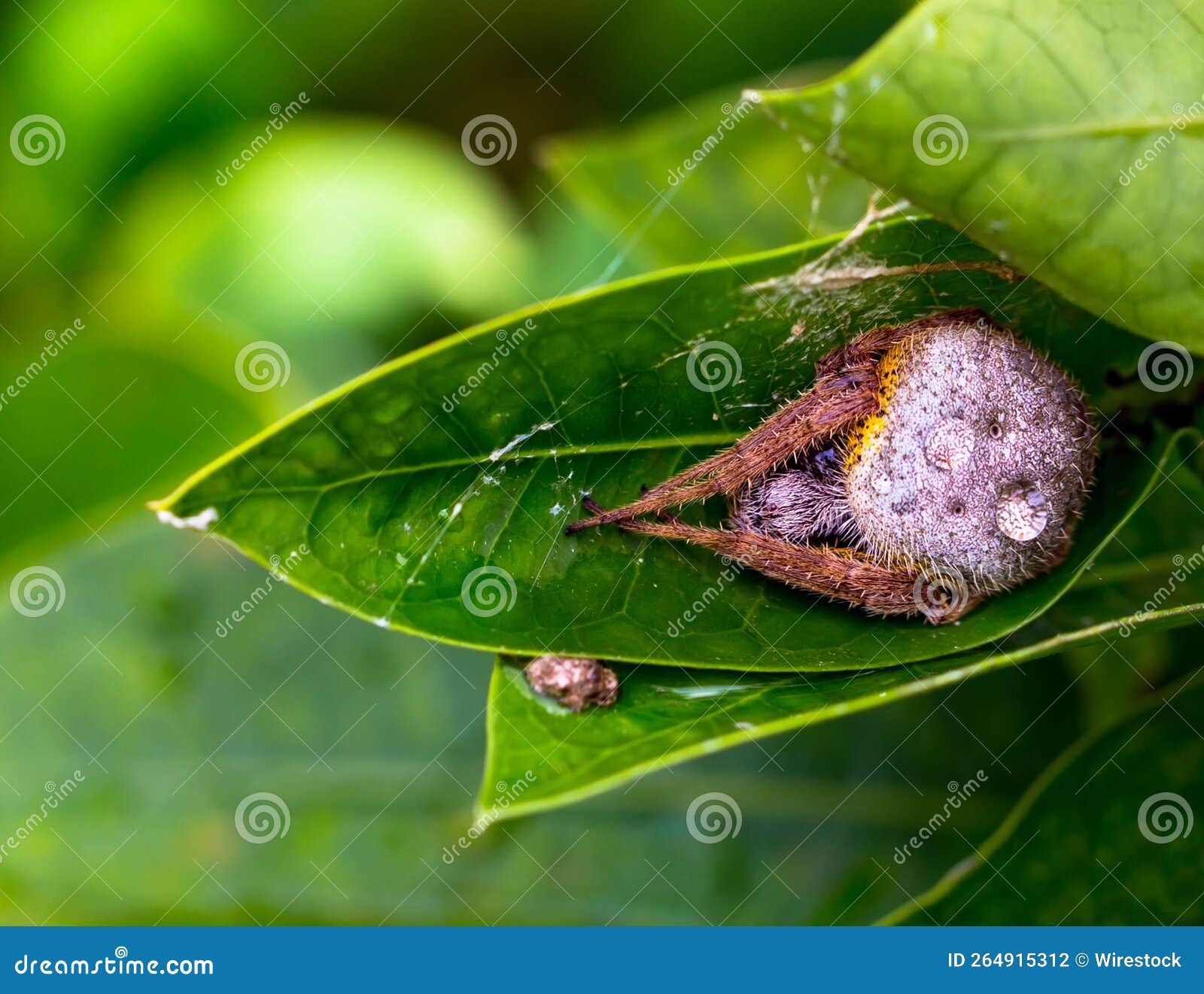 Garden Orb Weaver Sleeping on a Green Leaf Stock Photo - Image of ...