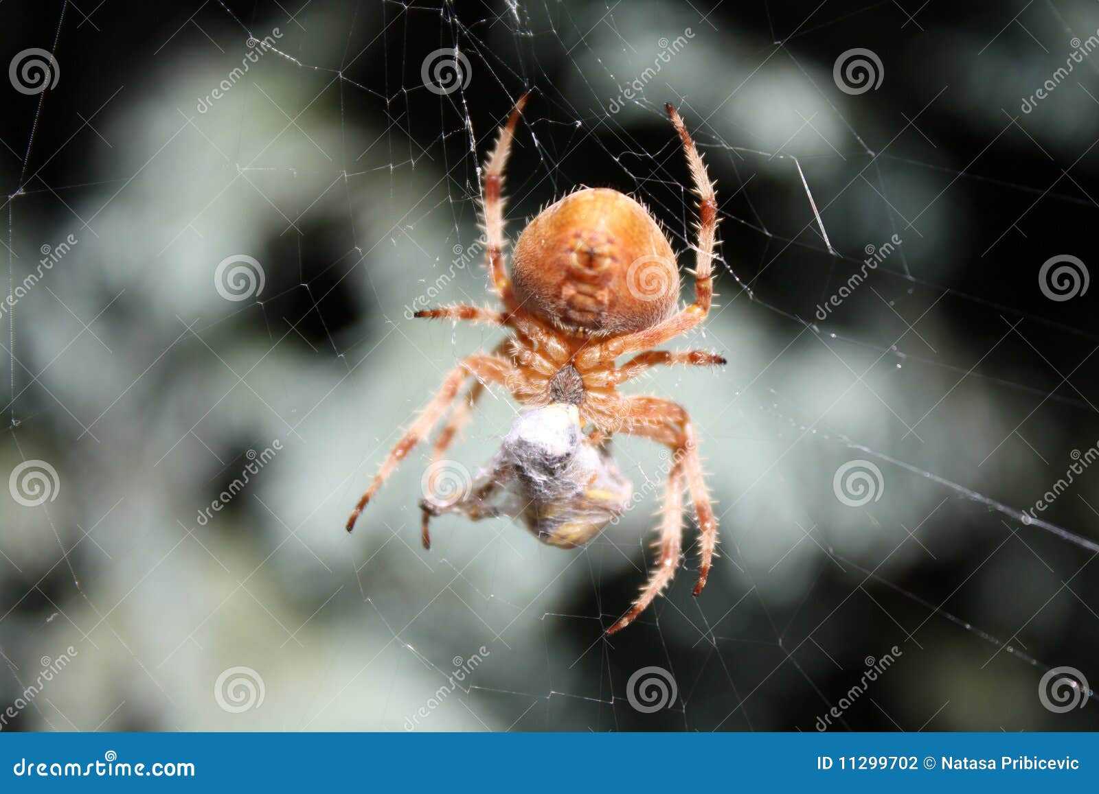 Garden Orb Weaver spider stock photo. Image of eriophora - 11299702