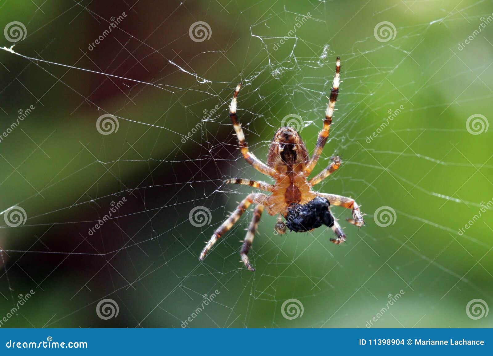 Garden Orb Weaver Spider stock photo. Image of animal - 11398904