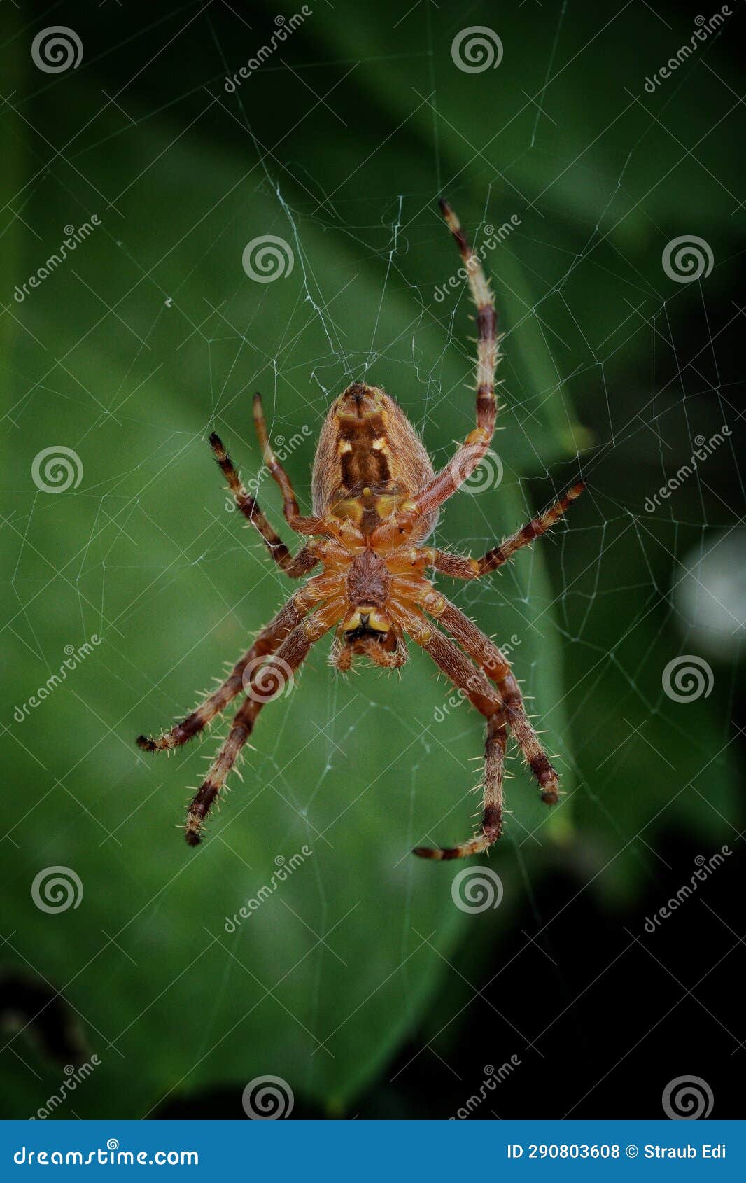 Garden Orb Web Spider on His Web Stock Photo - Image of spider, garden ...