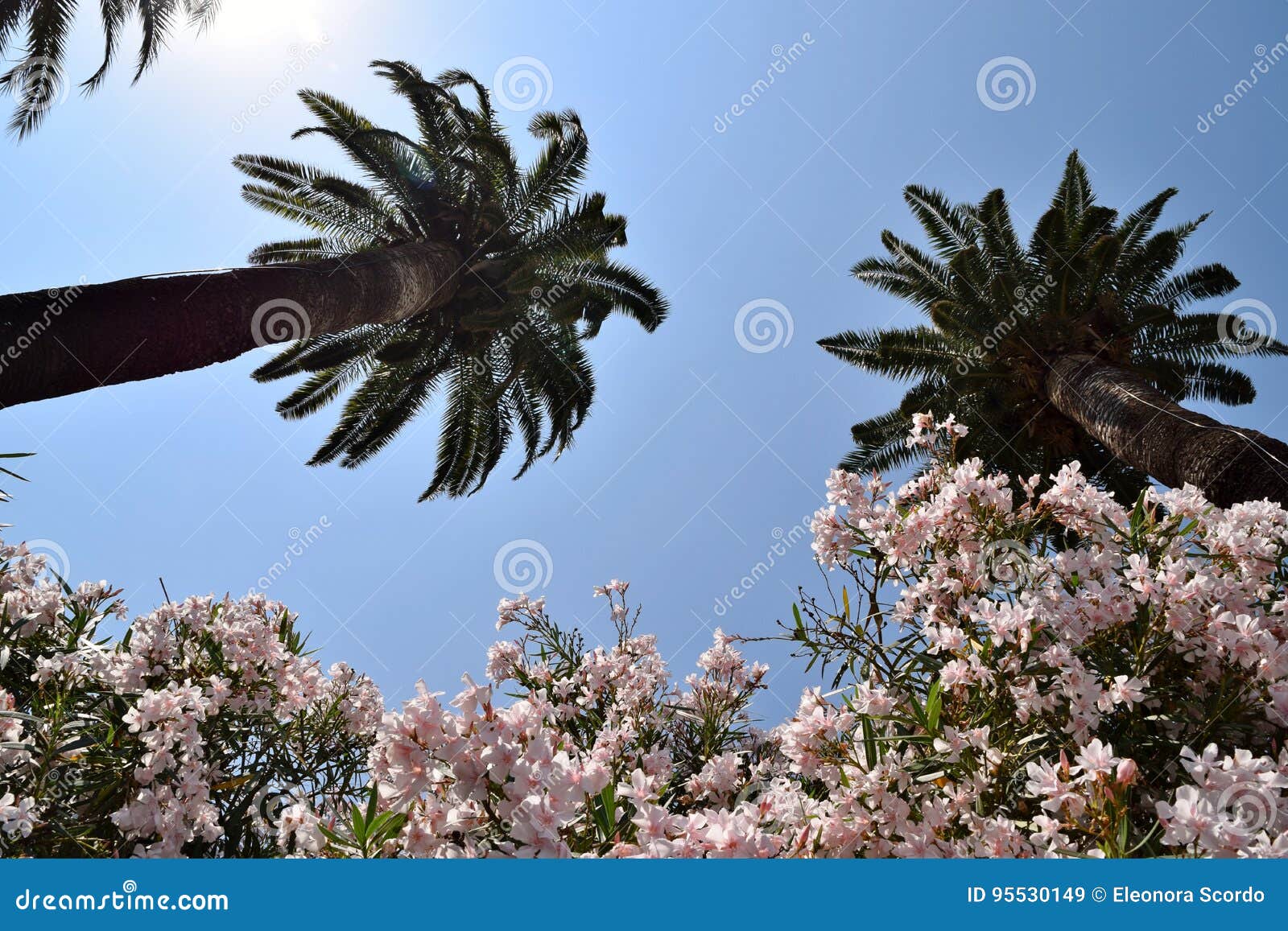 Garden with Palm Tree E Oleanders Stock Image - Image of oleander ...
