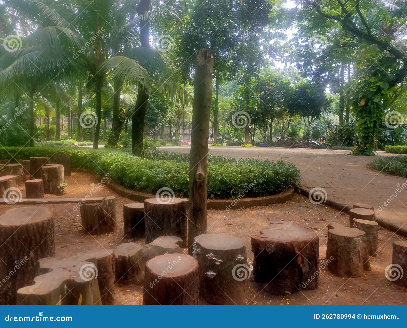 Garden palm trees log stock photo. Image of palm, water - 262780994