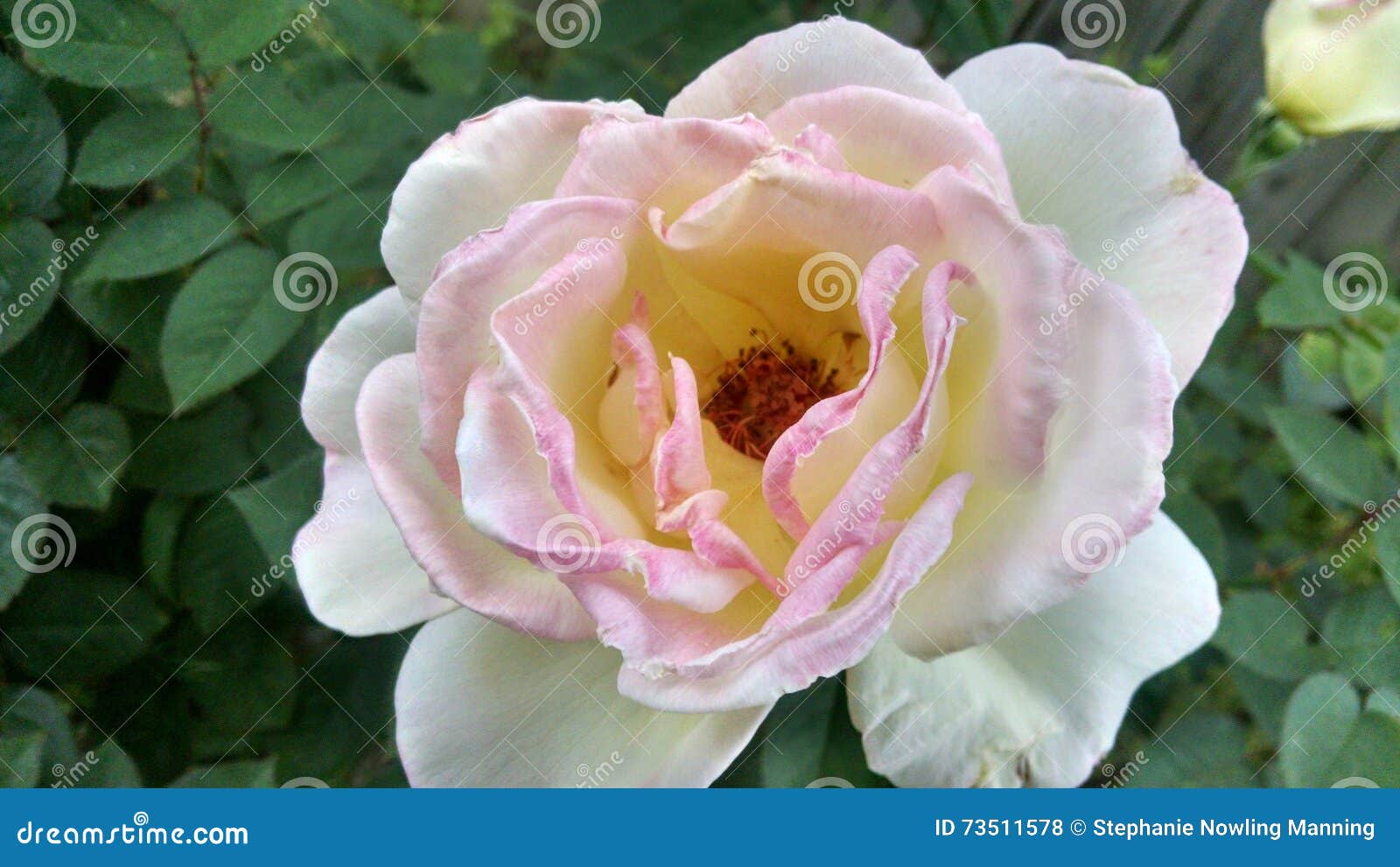 2,151 Pink Hybrid Tea Rose Garden Stock Photos - Free & Royalty-Free ...
