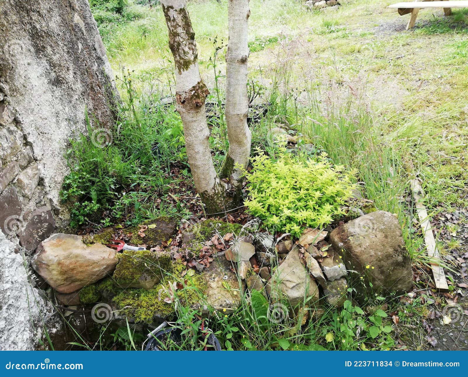 Garden Patch, Stone Outline Tree and Herbs Stock Photo - Image of ...