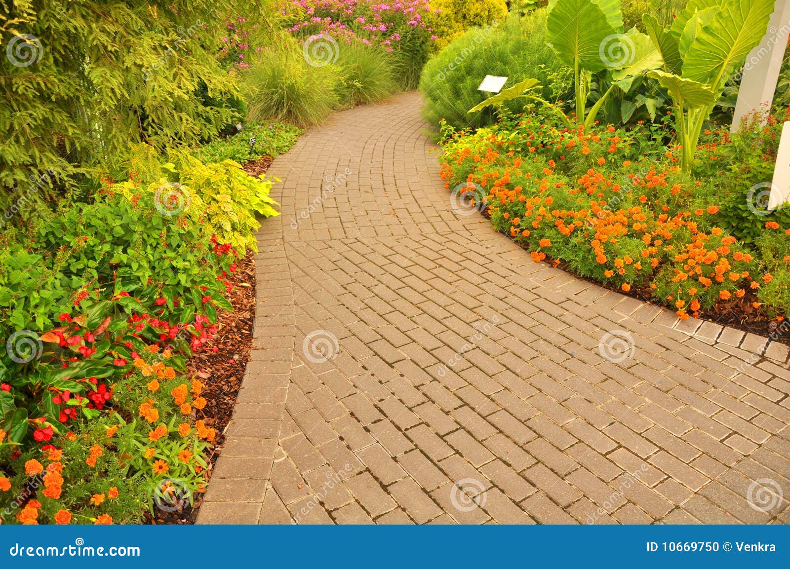 Garden path stock photo. Image of flower, love, bright - 10669750