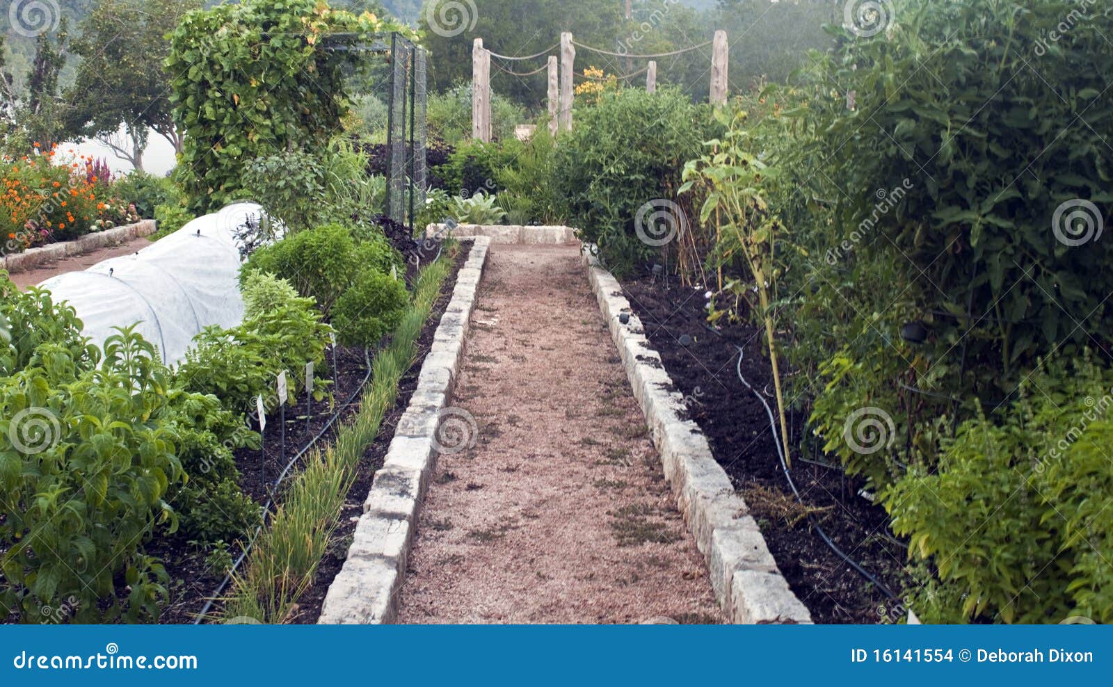 Garden Path stock photo. Image of coop, agriculture, vegetables - 16141554