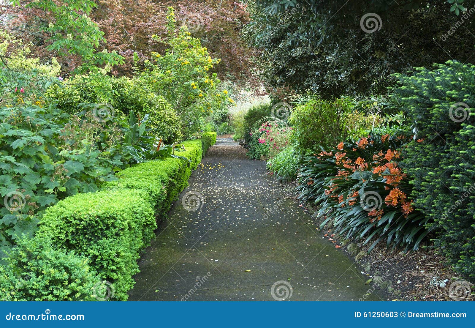 Garden path stock image. Image of garden, national, victoria - 61250603