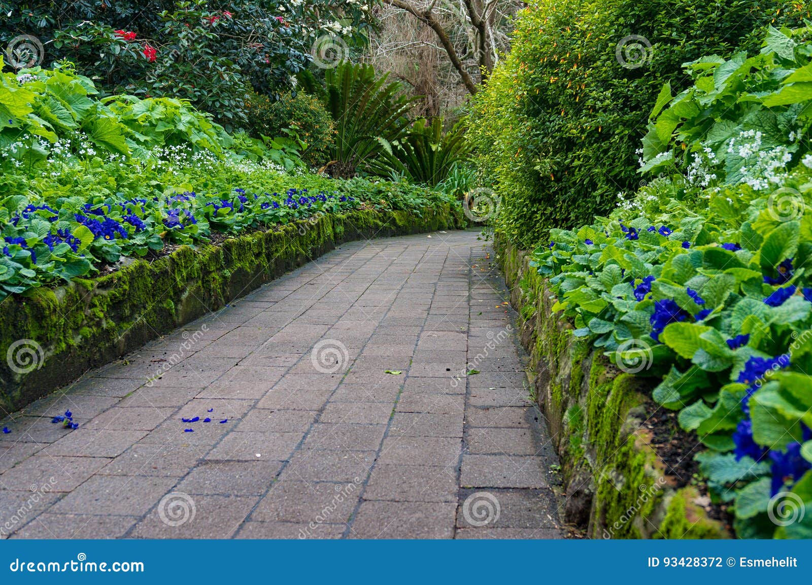 Garden Path with Flowerbeds and Bushes Stock Photo - Image of nature ...