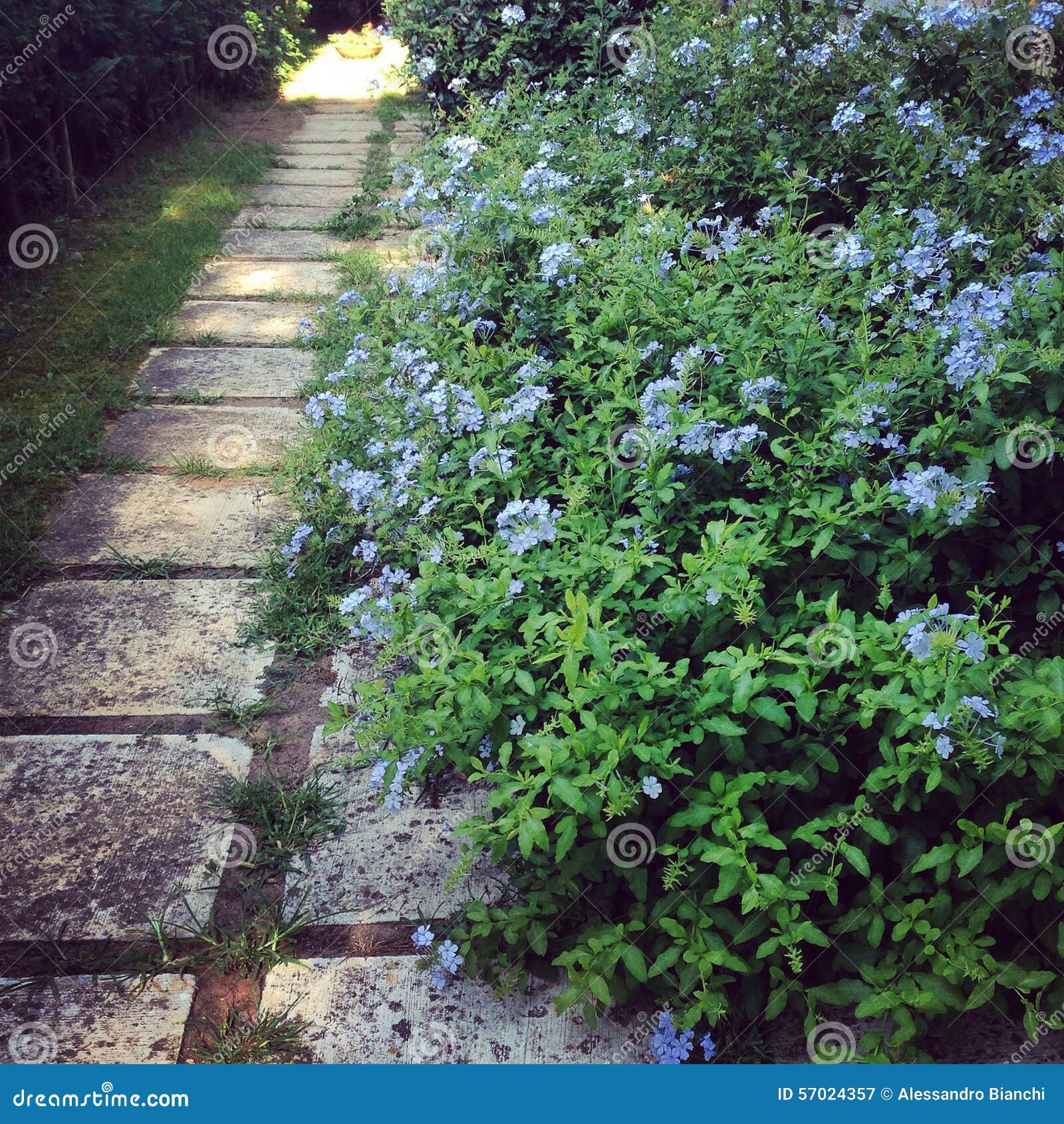 Garden path and flowers stock image. Image of garden - 57024357