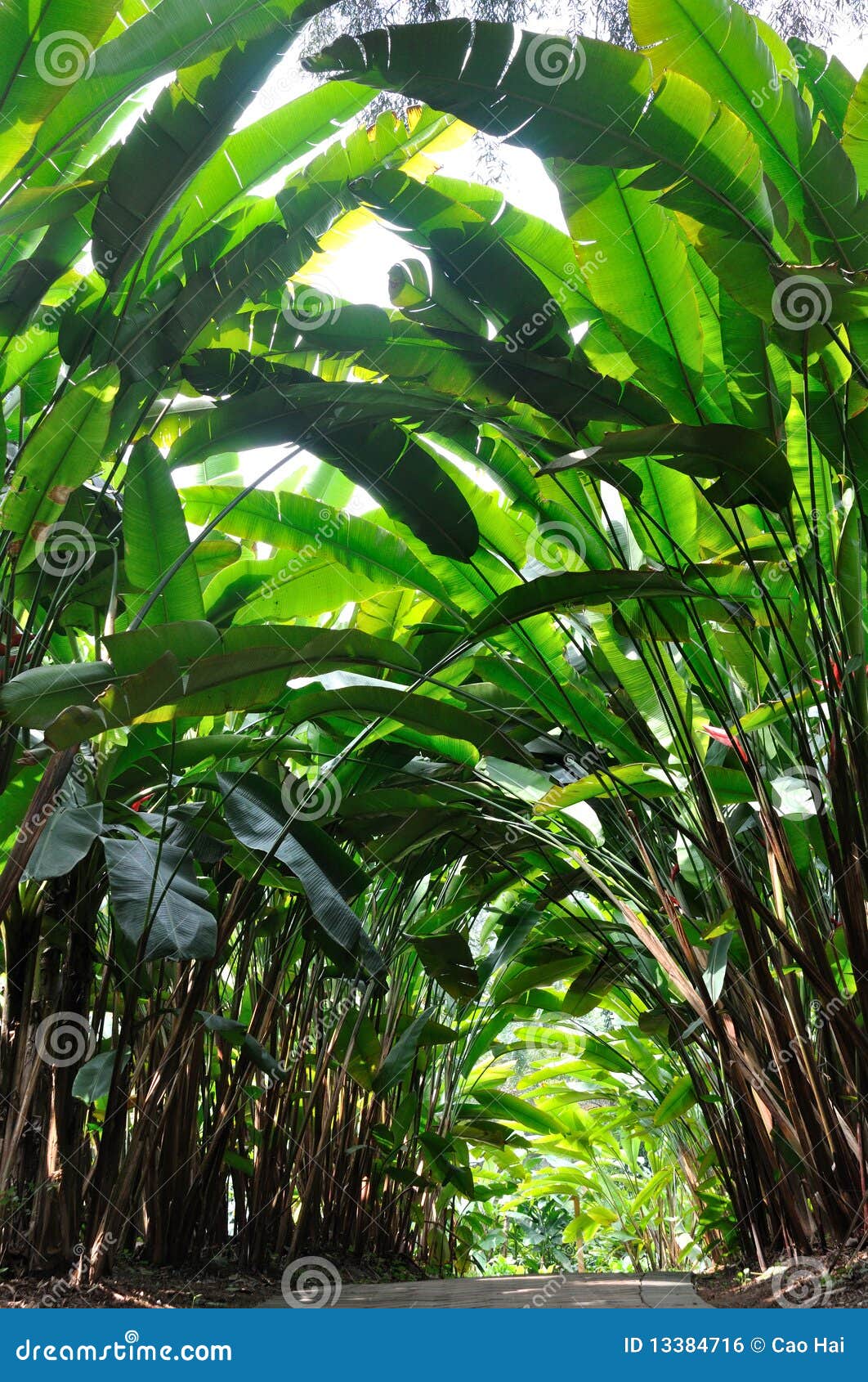 Garden Path with Heliconia Plant Covered Stock Photo - Image of botanic ...
