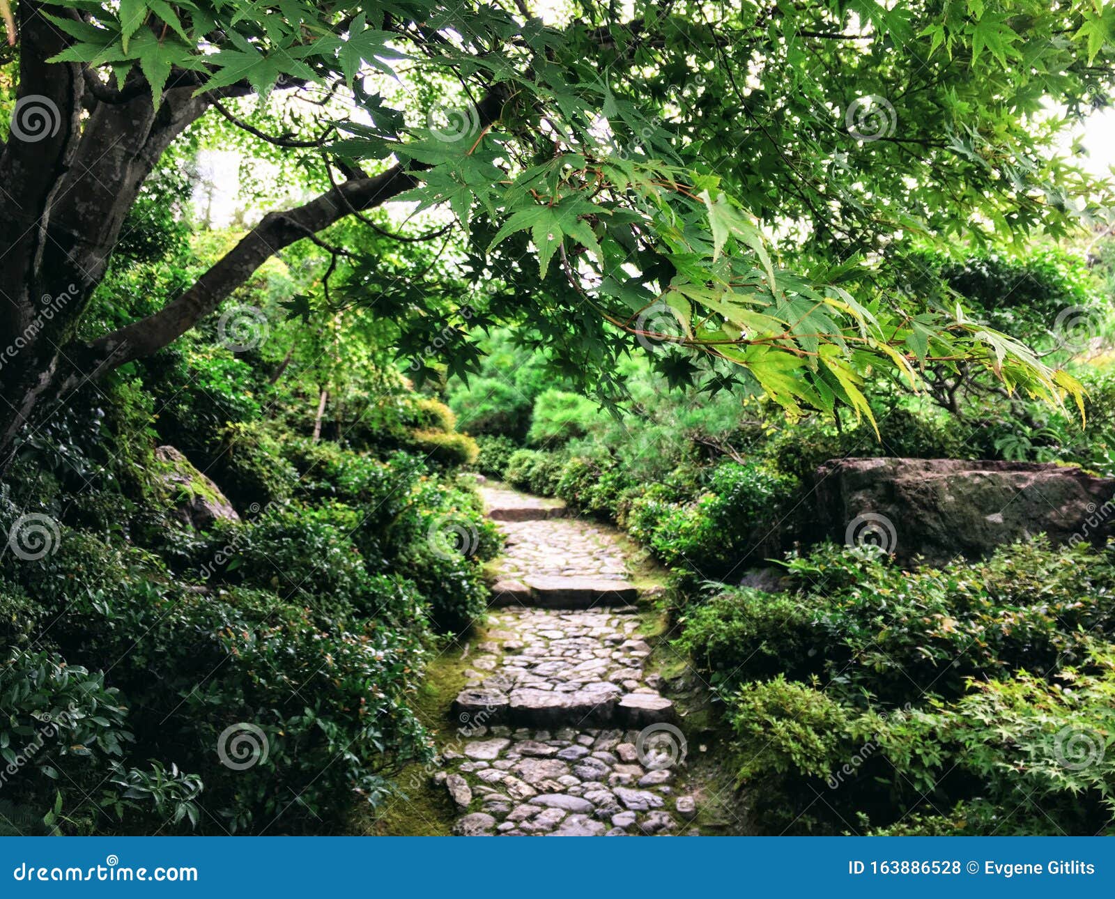 Garden path stock photo. Image of japanese, enclosed - 163886528