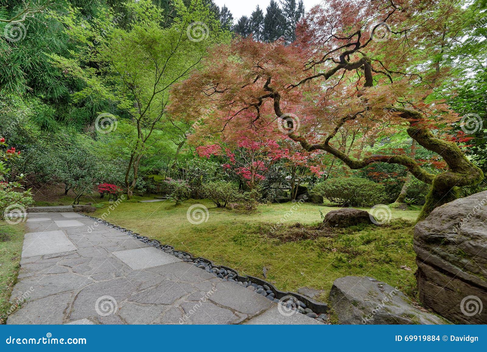 Garden Path with Japanese Maple Trees Stock Photo - Image of trees ...