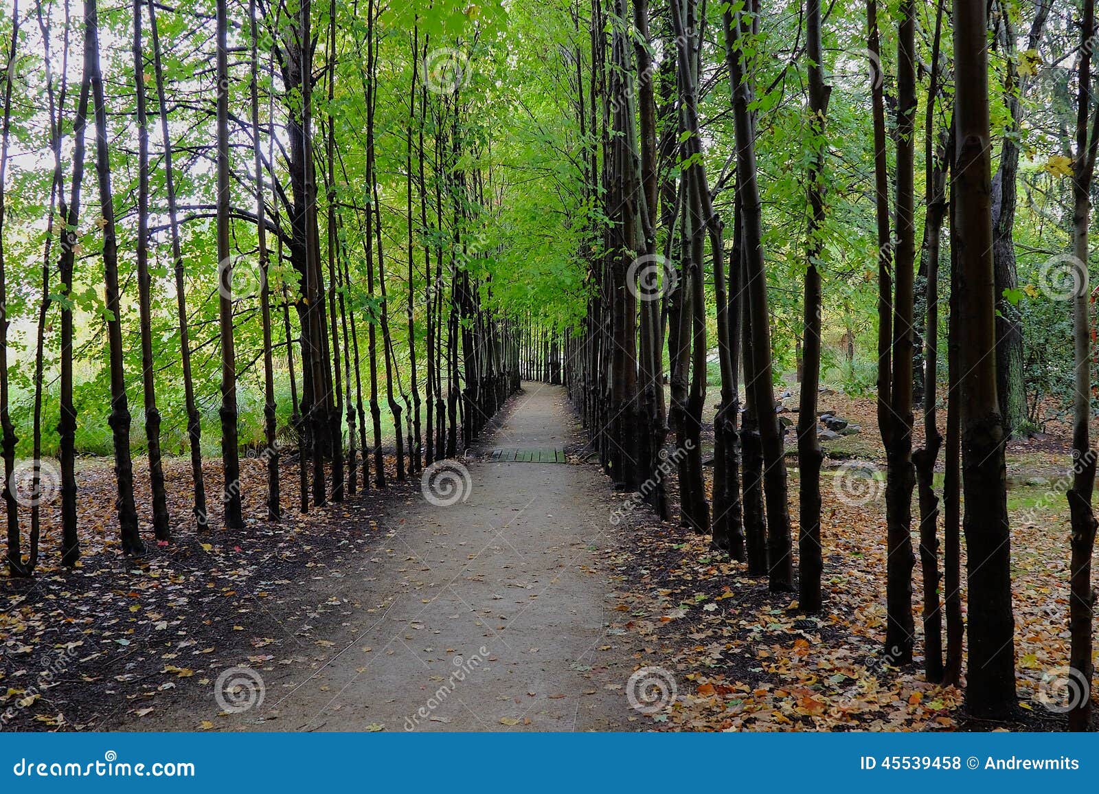 Garden Path through Line of Trees Stock Photo - Image of lined, walkway ...