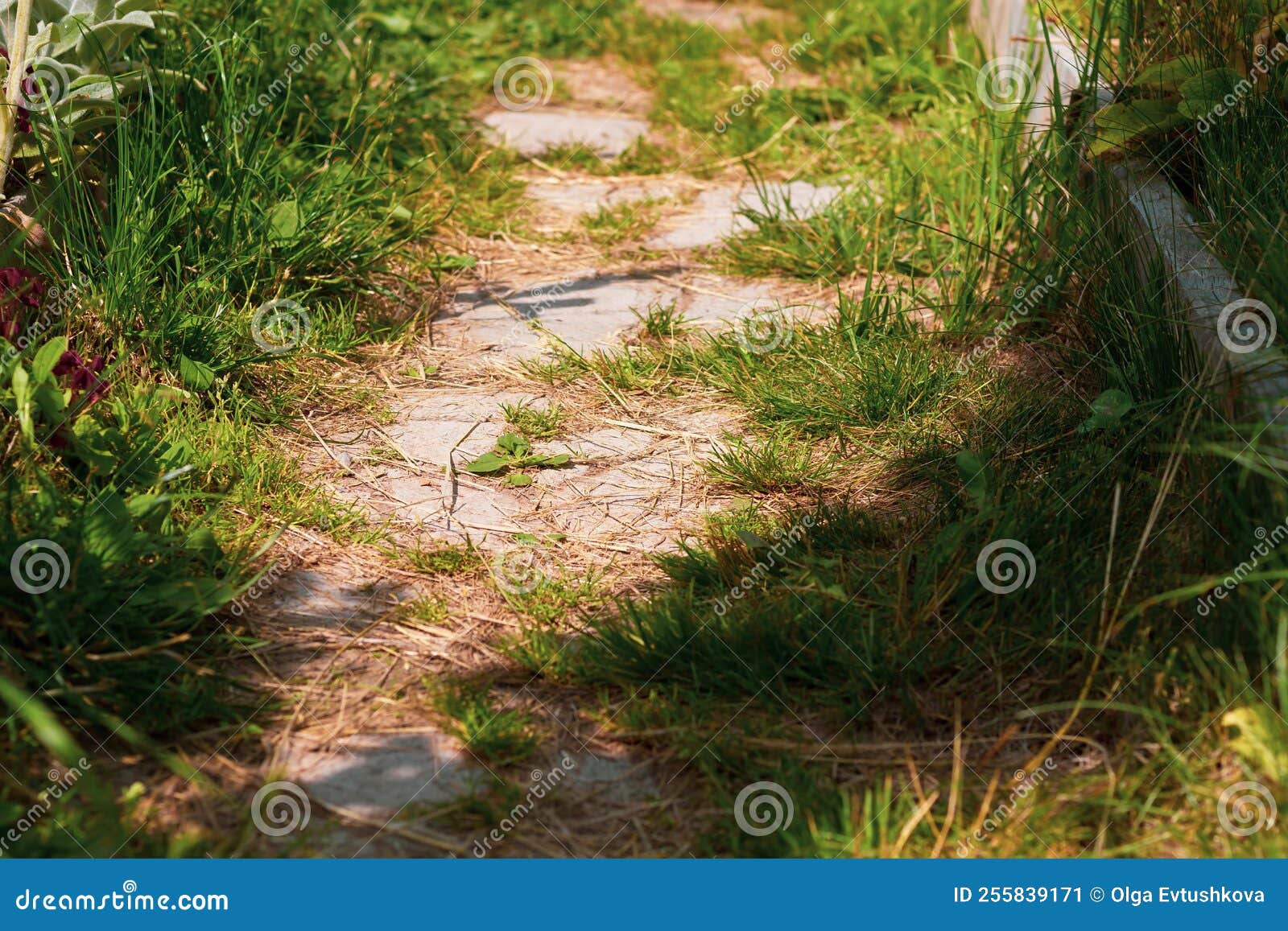 Garden Path Made of Tiles Overgrown with Grass in Summer Stock Image ...