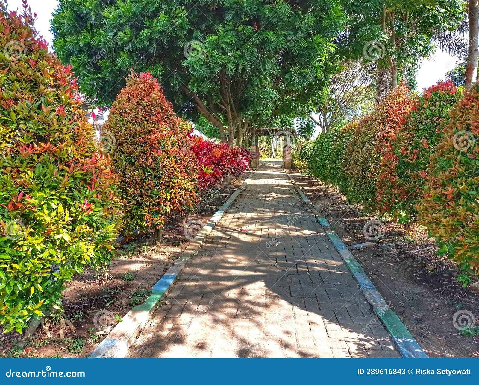 Garden Path with Plants on the Sides Stock Image - Image of path ...