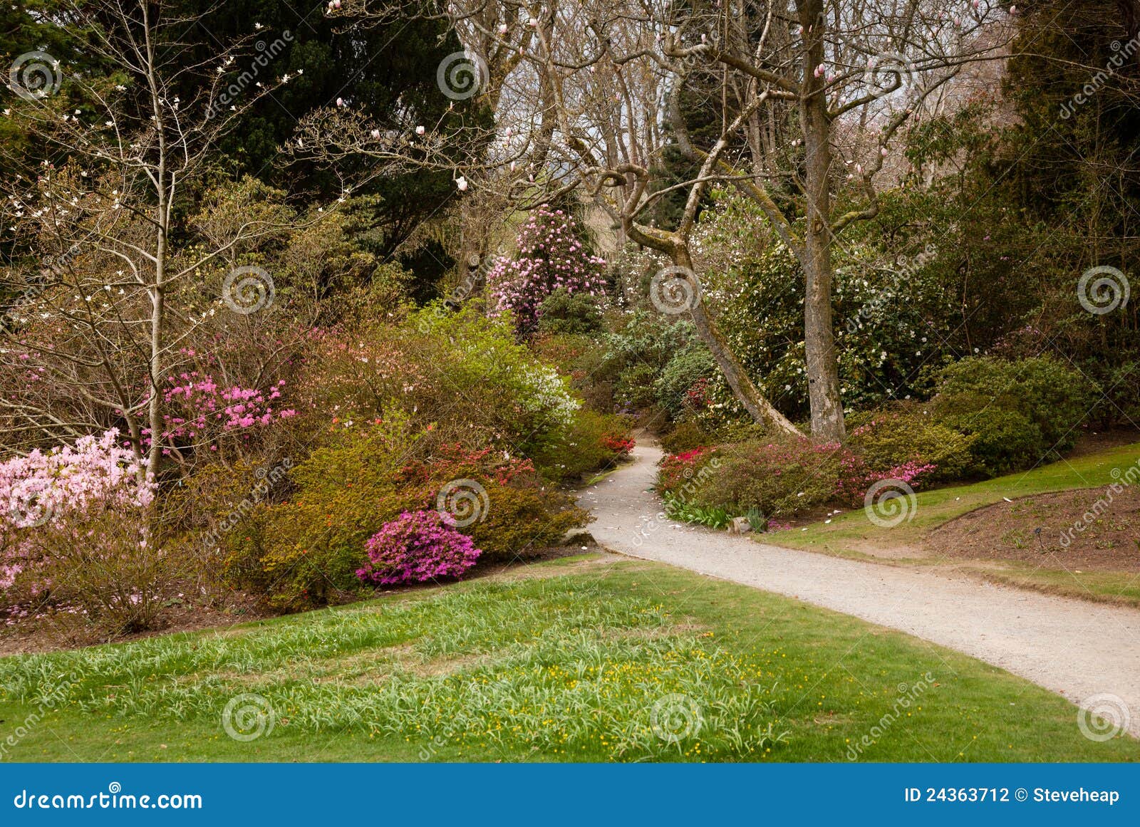 Garden Path between Shrubbery of Azaleas Stock Photo - Image of flowers ...