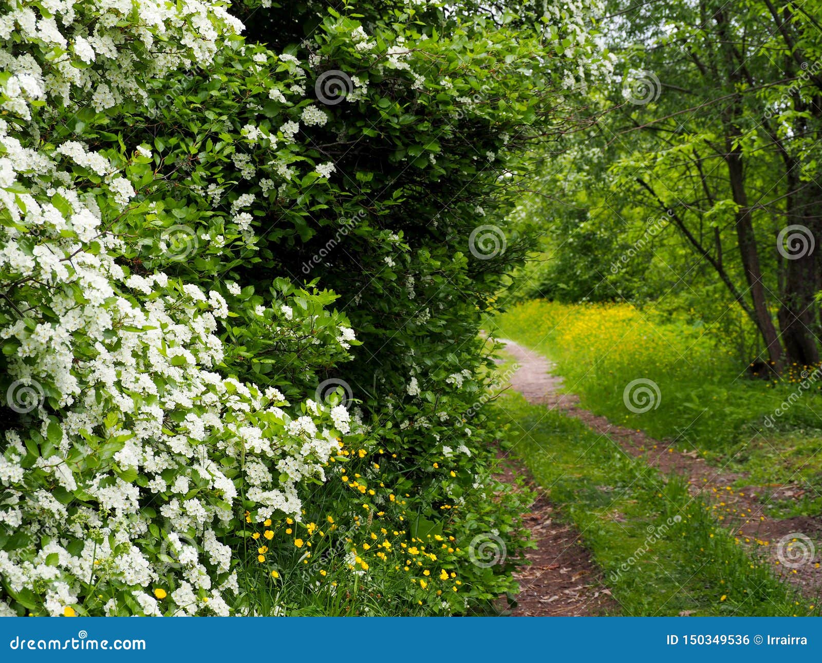 Garden path in spring stock photo. Image of outdoor - 150349536