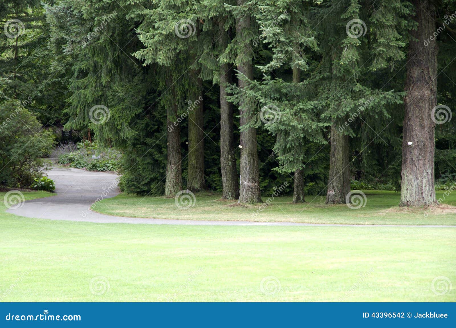 Garden path tree stock photo. Image of garden, pine, relaxation - 43396542