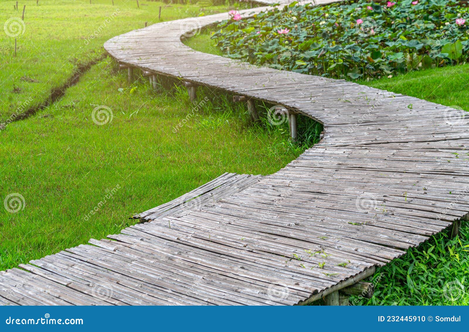 Garden Path Way Which Made of Bamboo Tree. Curve of Walkway in Garden ...