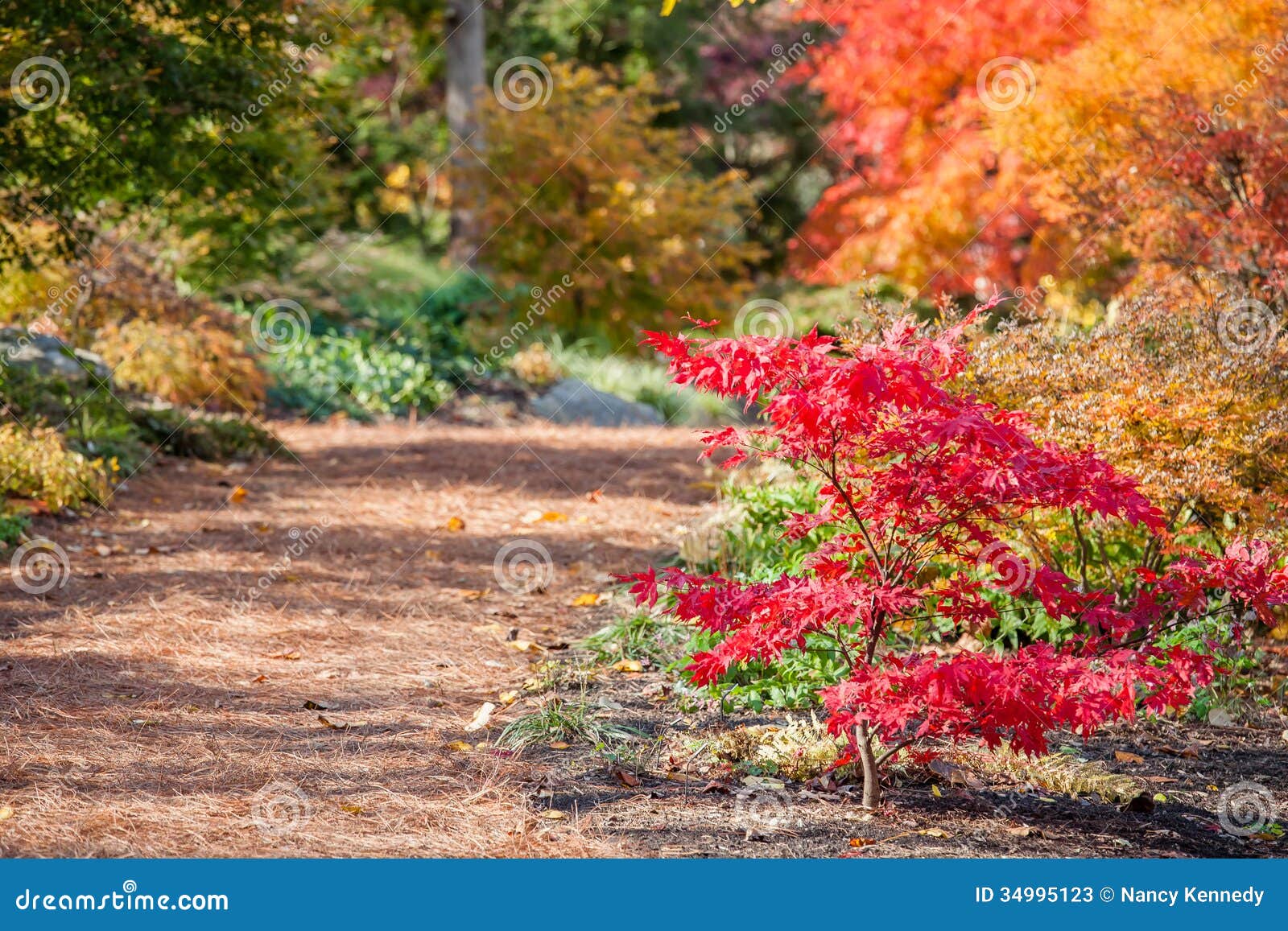 Garden Path stock image. Image of maple, path, foliage - 34995123