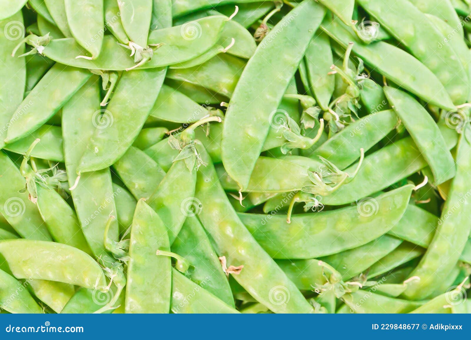 Garden pea stock image. Image of cook, group, health - 229848677