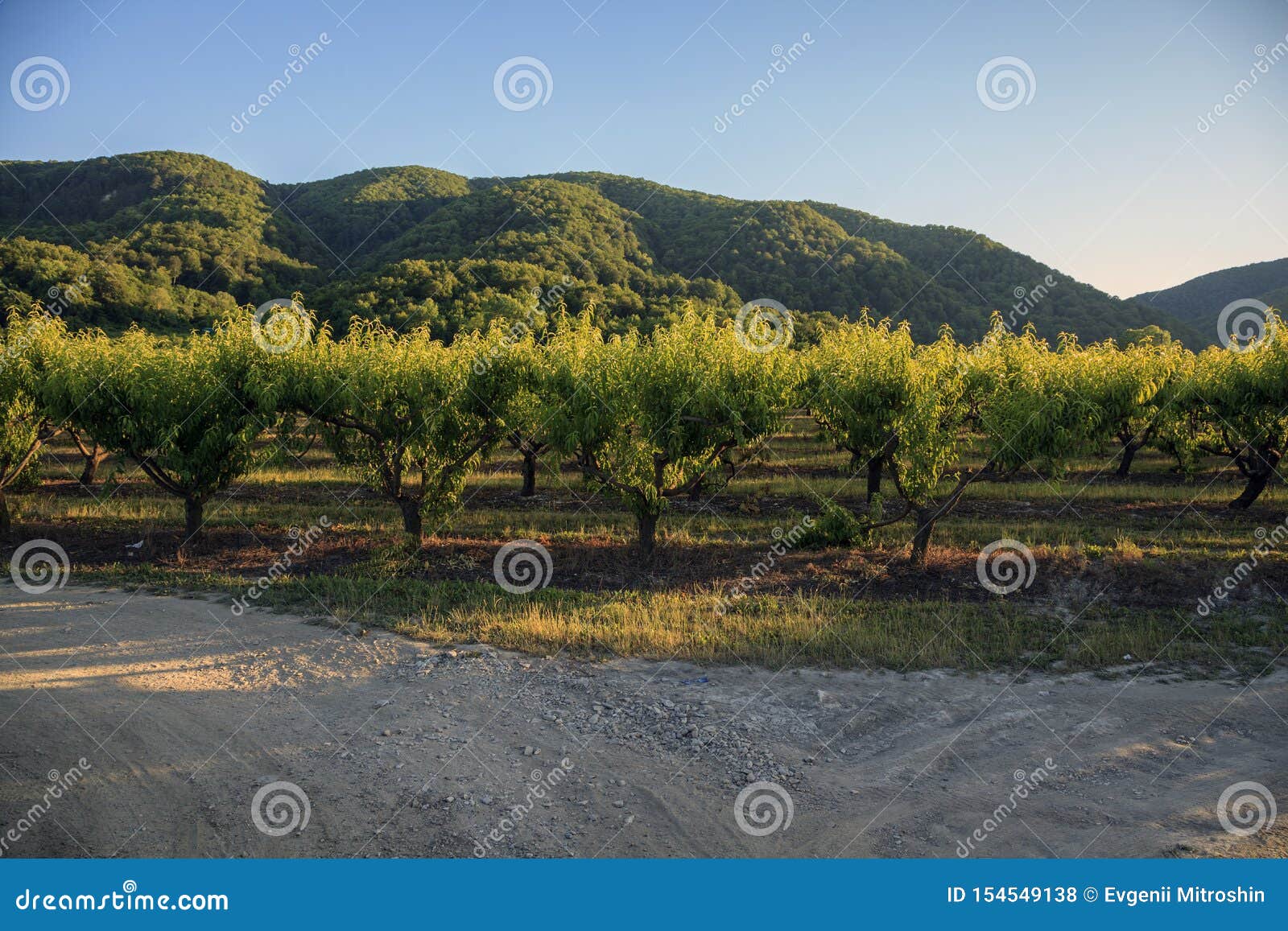 Garden of Peach Trees, Against the Background of Mountains and Sunset ...