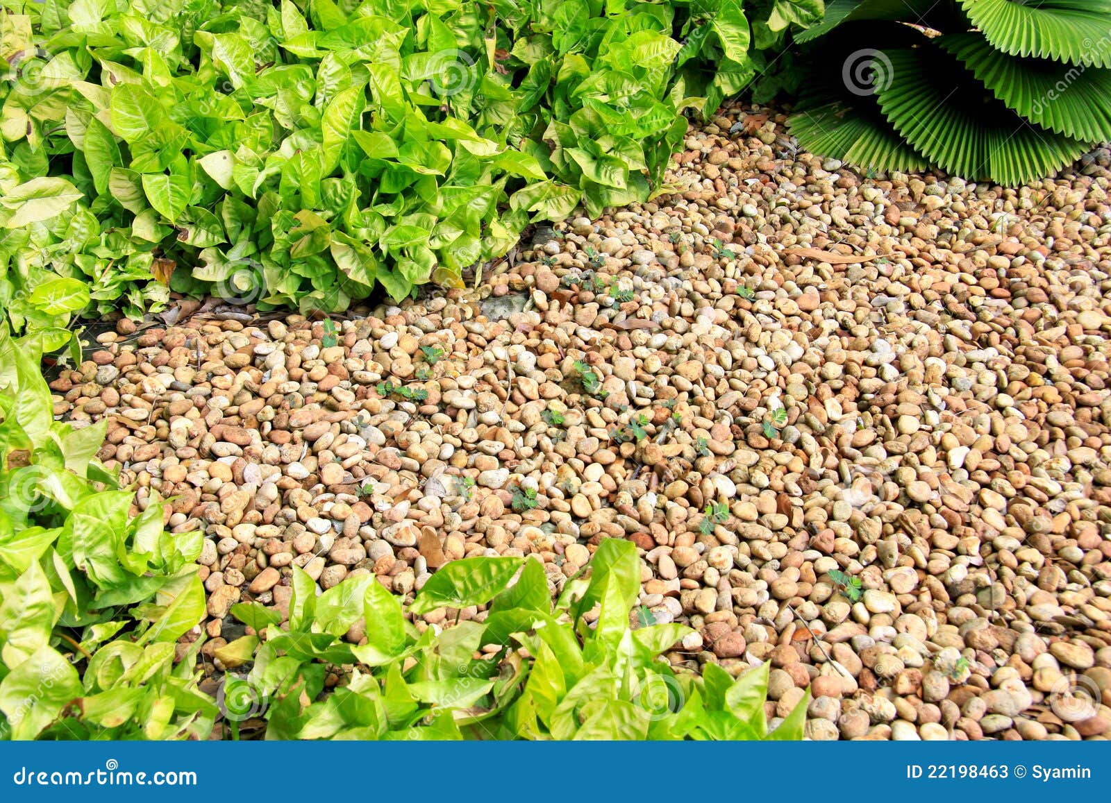 Garden pebble stones stock image. Image of palmae, landscaping - 22198463