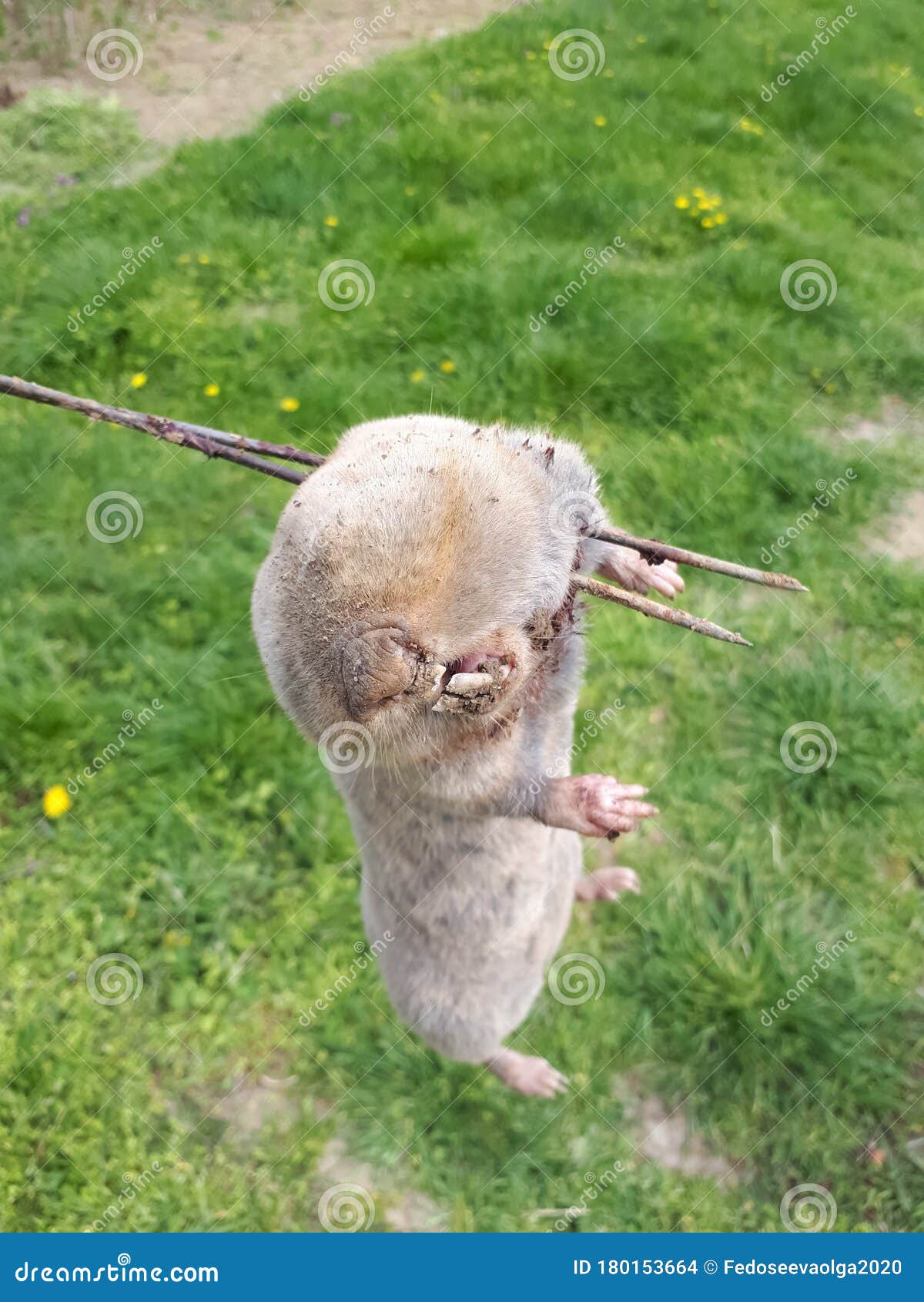 Garden Pest Mole Rat Spalax Stock Photo - Image of secretive ...