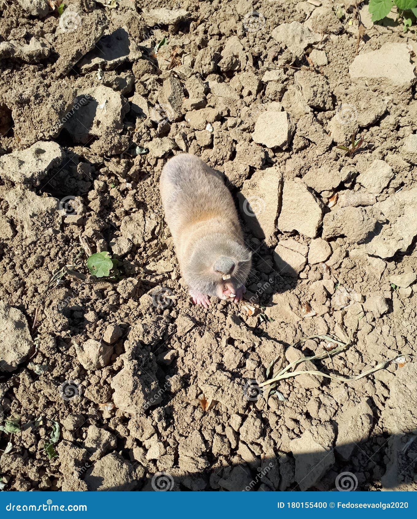Garden Pest Mole Rat Spalax Stock Photo - Image of pest, digging: 180155400