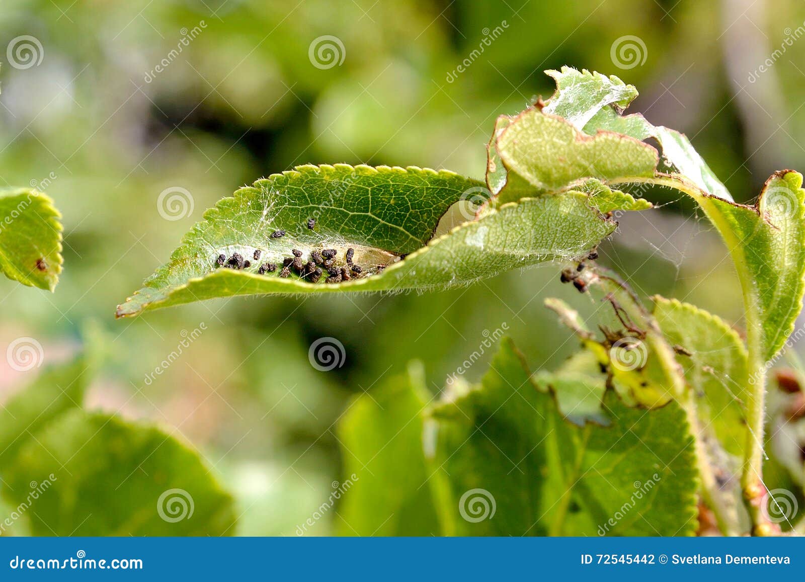 Garden pests stock photo. Image of help, cherry, harvest - 72545442