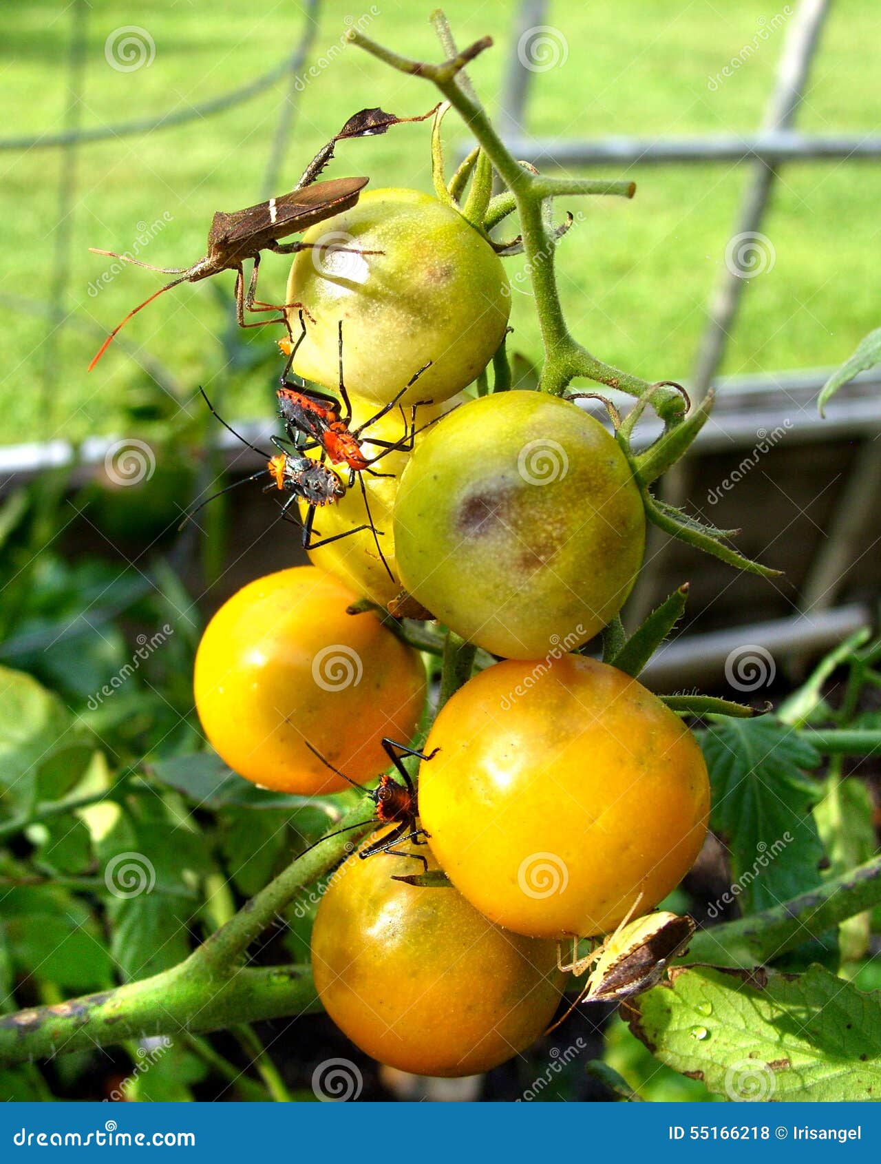 Garden Bugs on Cherry Tomatoes Stock Photo - Image of strange ...