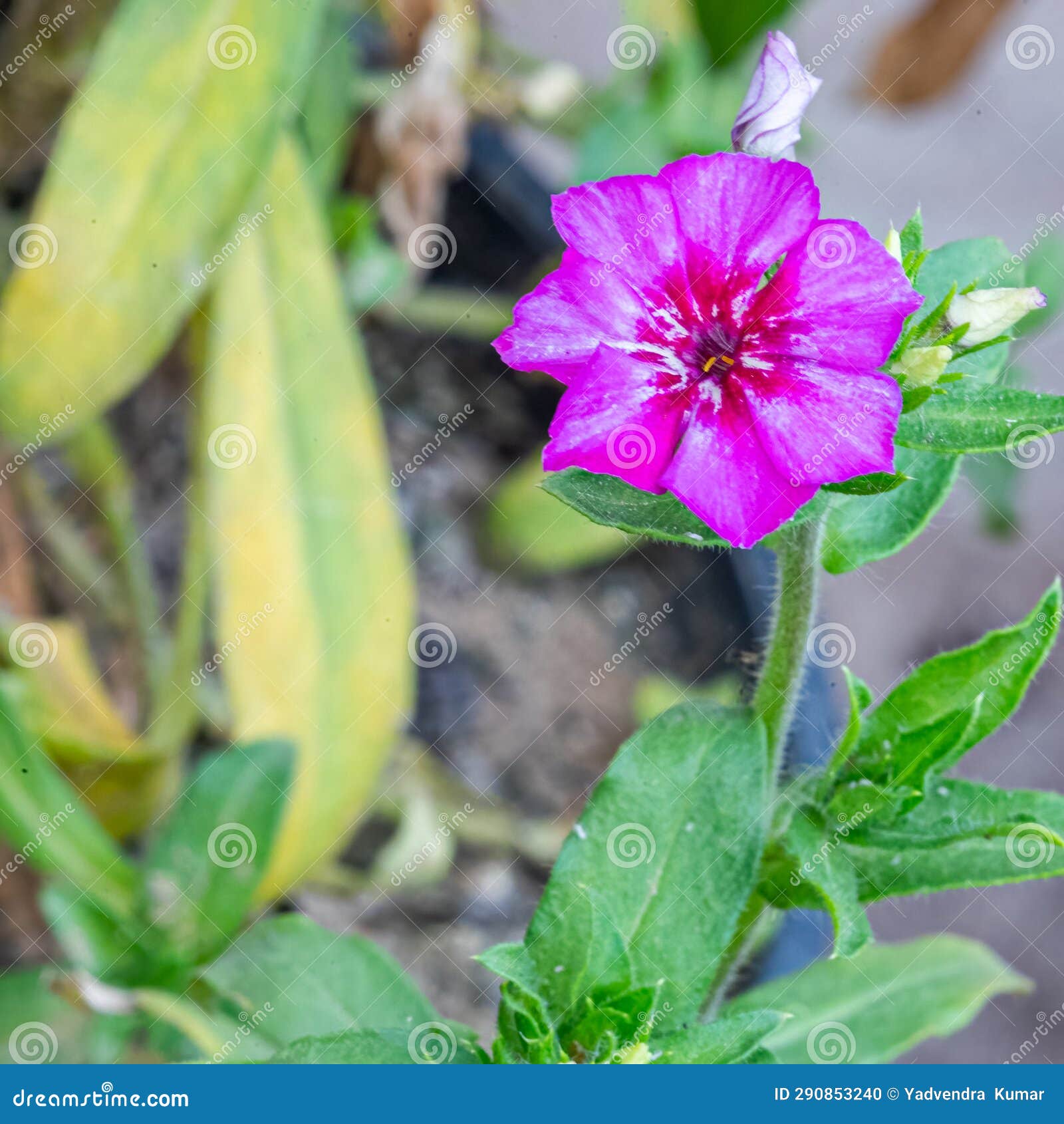 A Garden phlox flower stock photo. Image of care, potting - 290853240