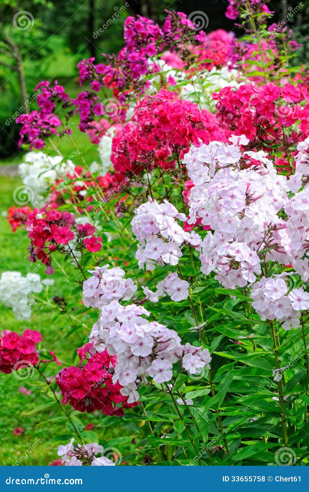 Garden Phlox Flowers Stock Image | CartoonDealer.com #123830725