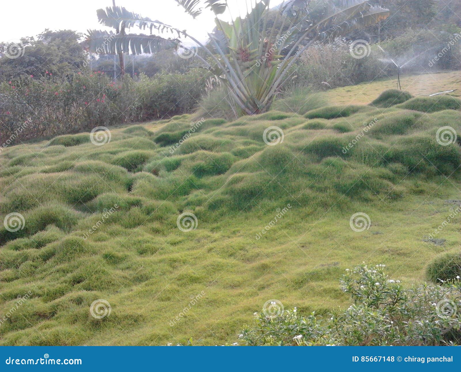 Garden stock photo. Image of wild, world, animal, pickok - 85667148